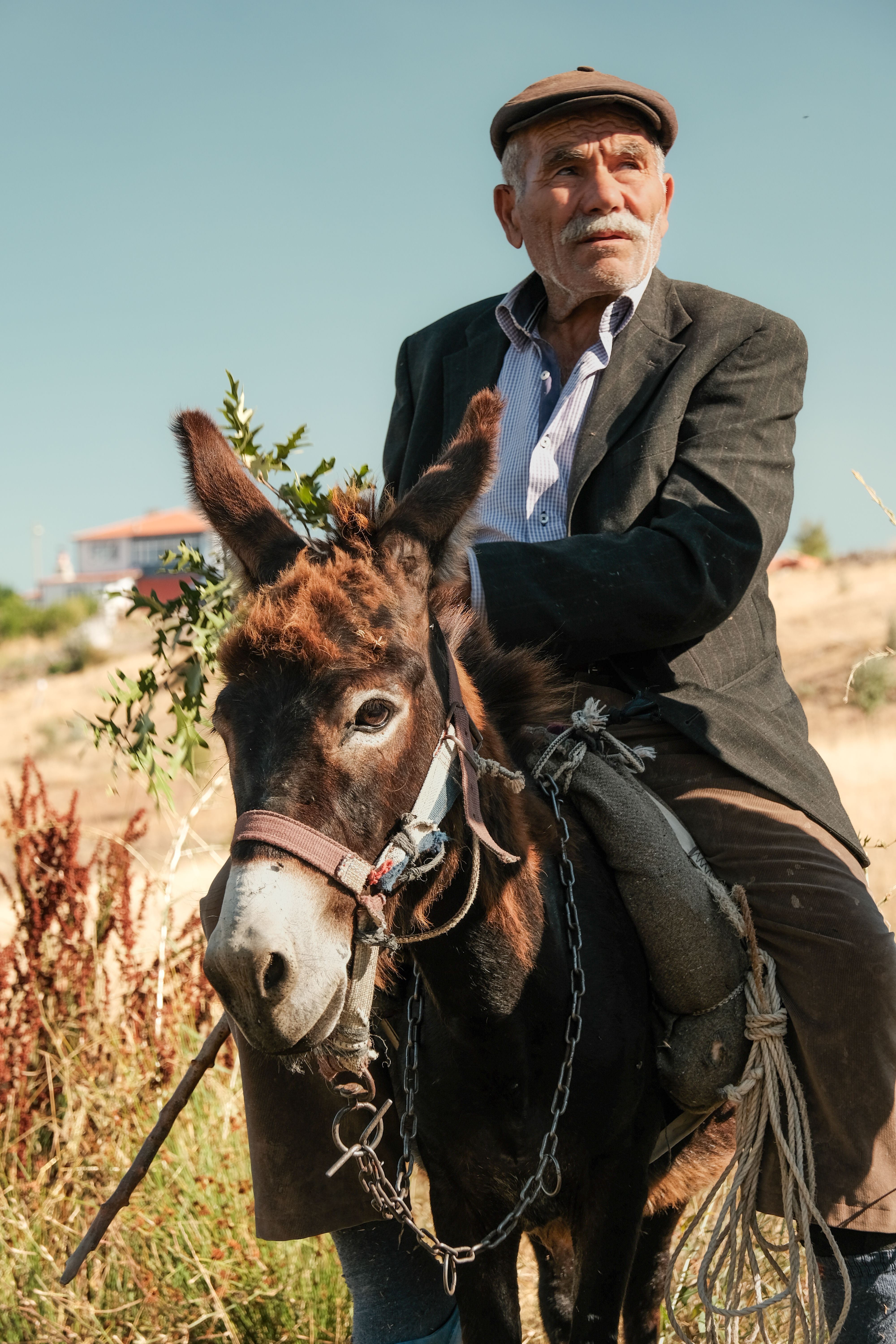Man Riding Donkey Photos, Download The BEST Free Man Riding Donkey ...