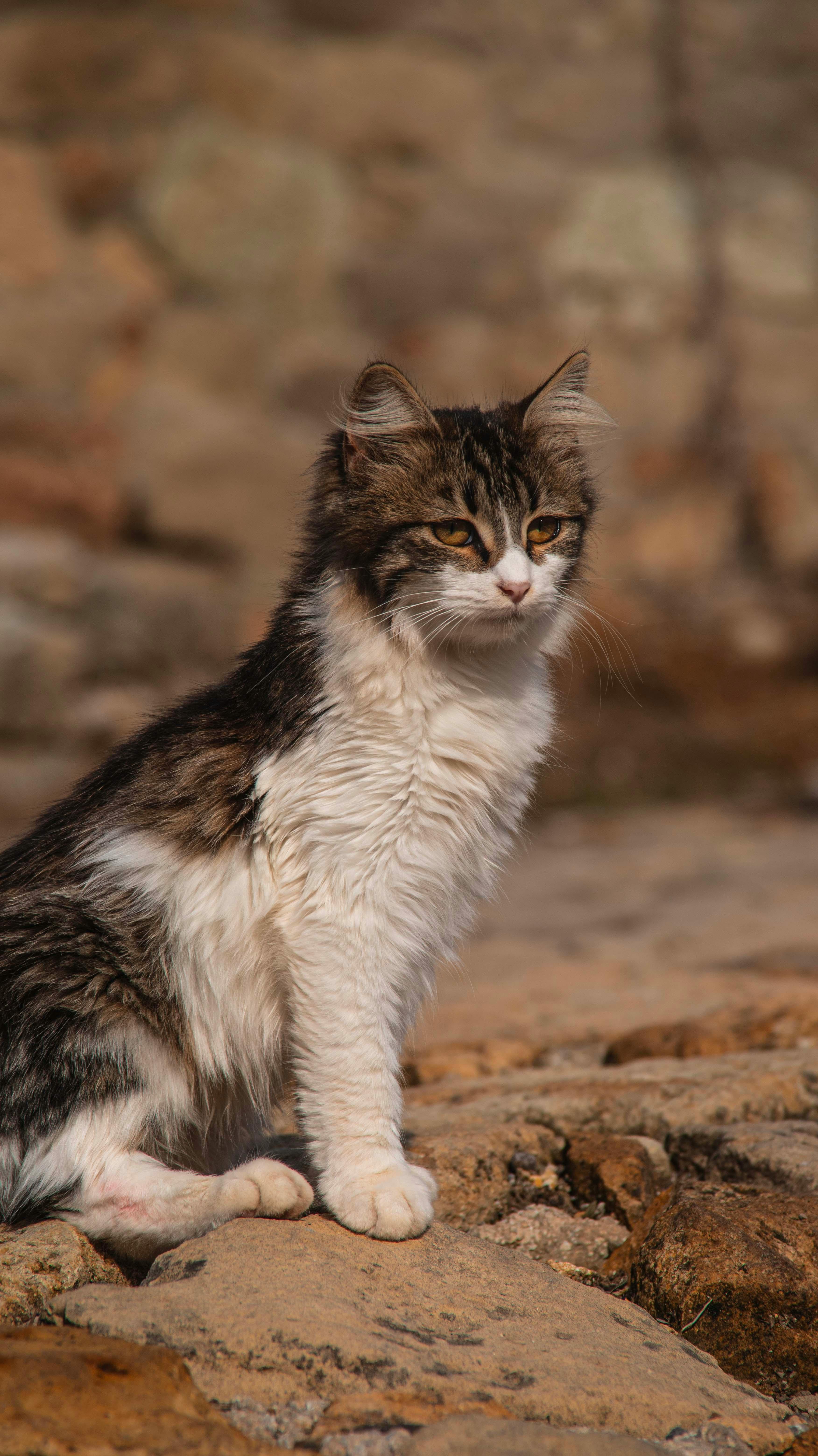 Calico Sit Photos, Download The BEST Free Calico Sit Stock Photos & HD ...