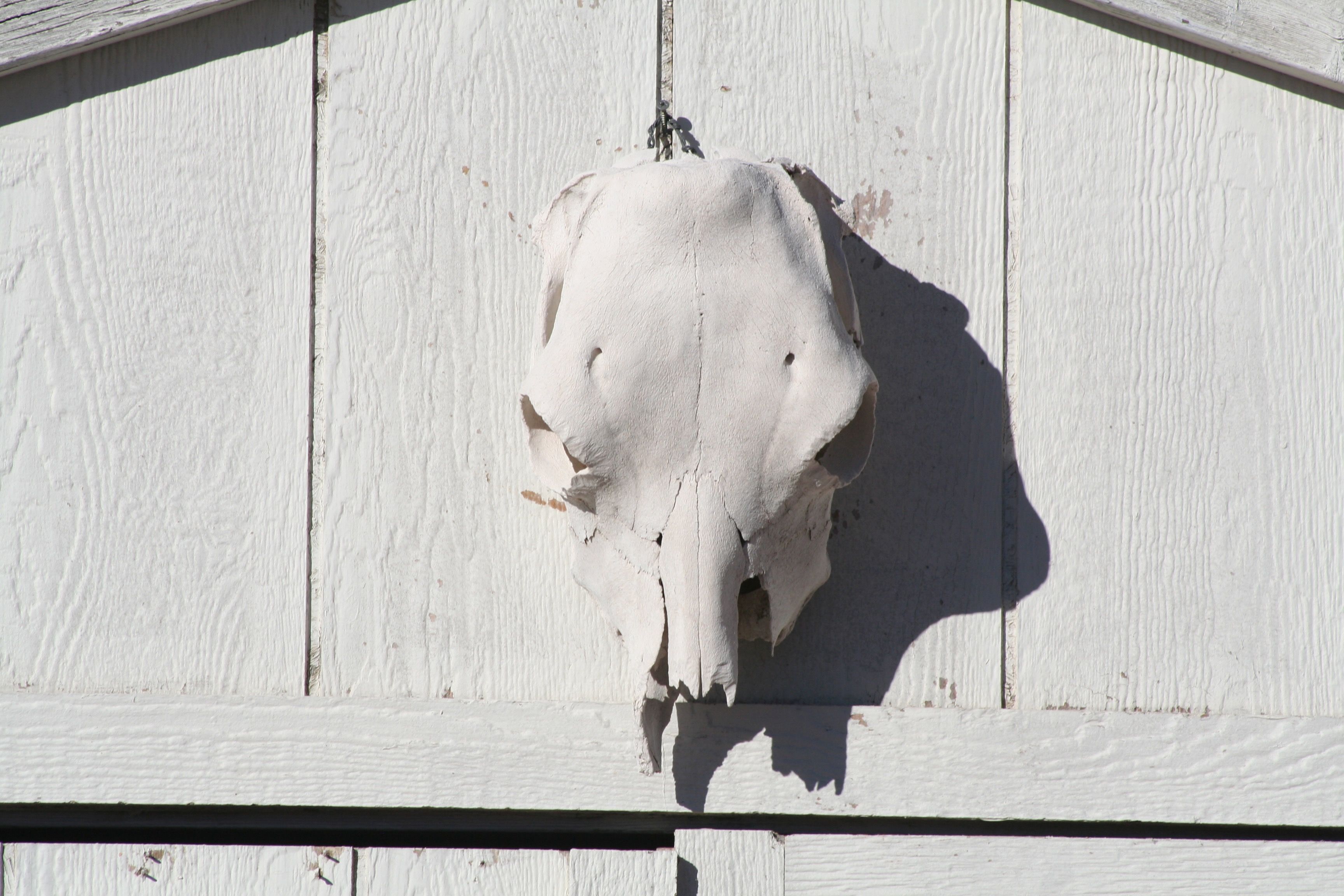 Cow Skull on White Wall · Free Stock Photo