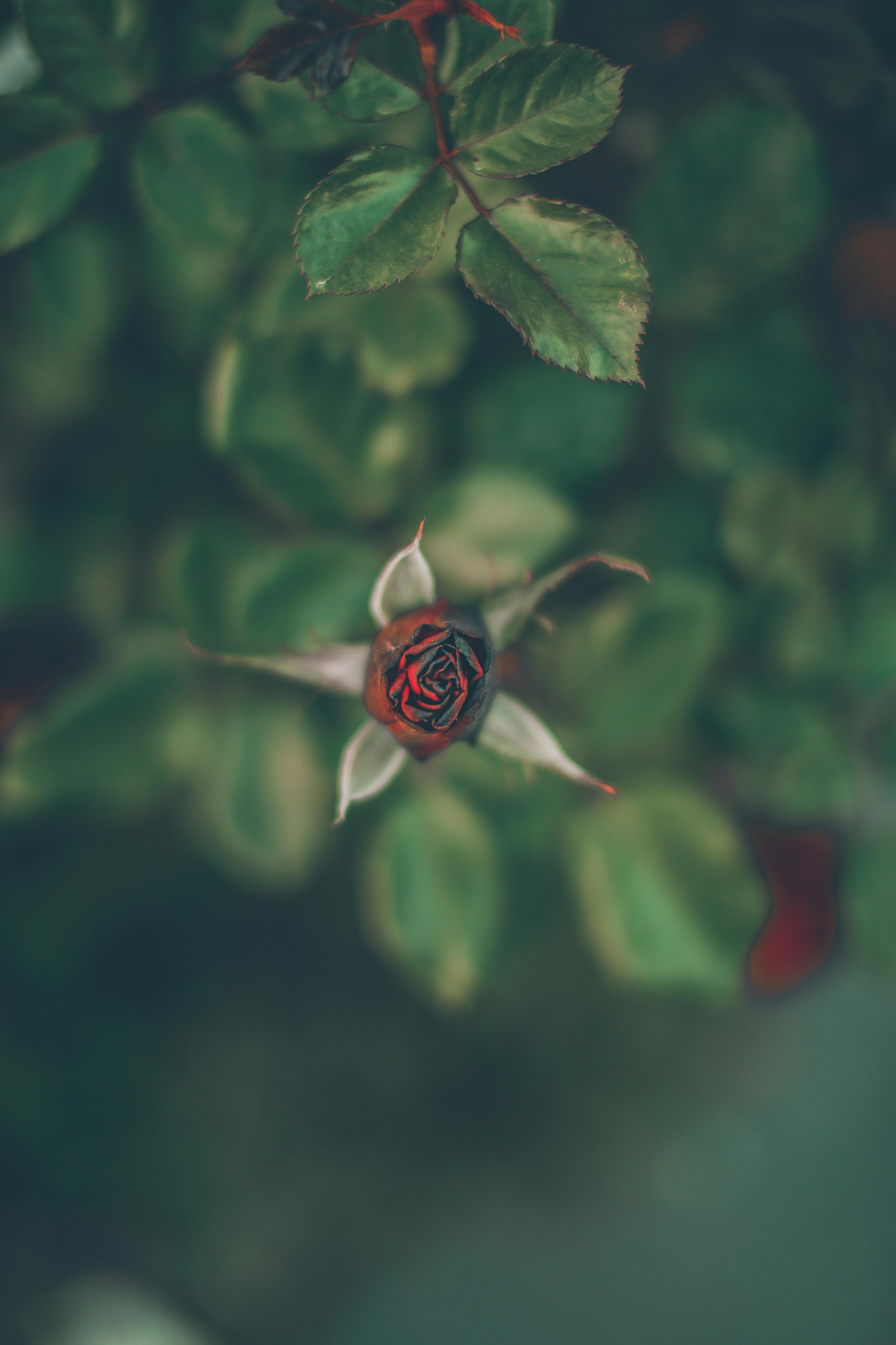 Plant Ramadan Photos, Download The BEST Free Plant Ramadan Stock Photos ...