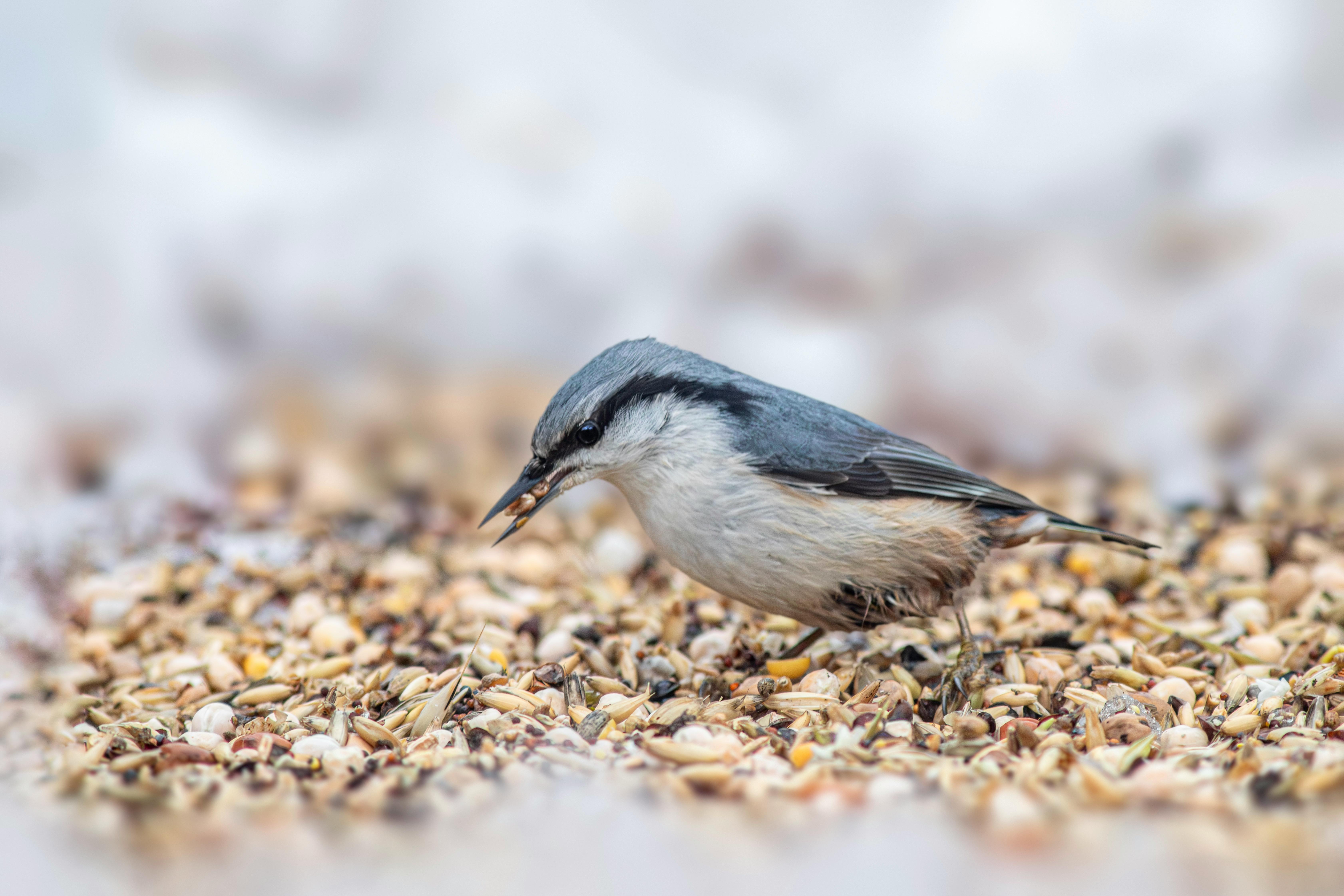 Eurasian Nuthatch with Food · Free Stock Photo