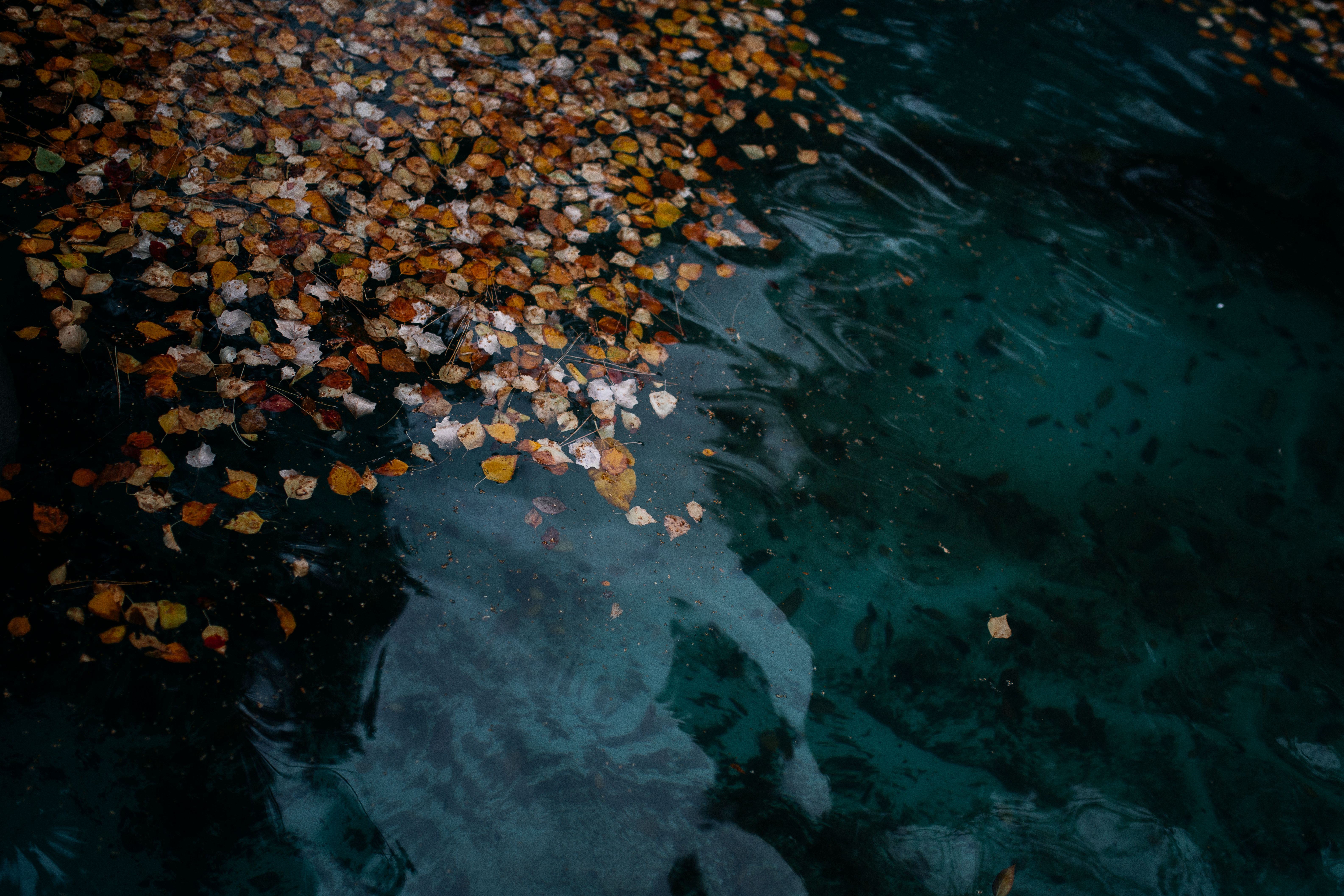 Autumnal Leaves in the Water · Free Stock Photo