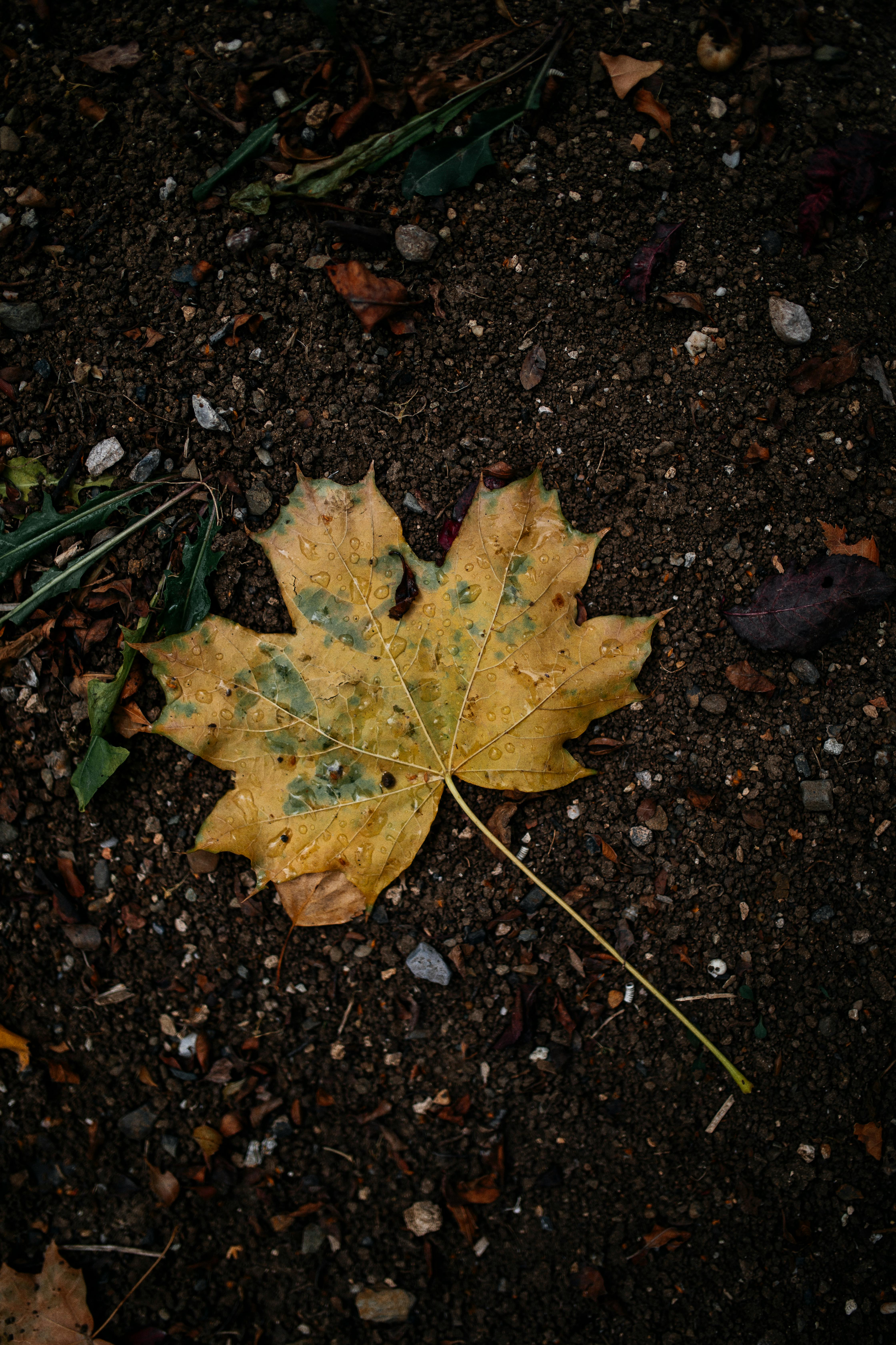 Close-Up Photograph of a Maple Leaf · Free Stock Photo