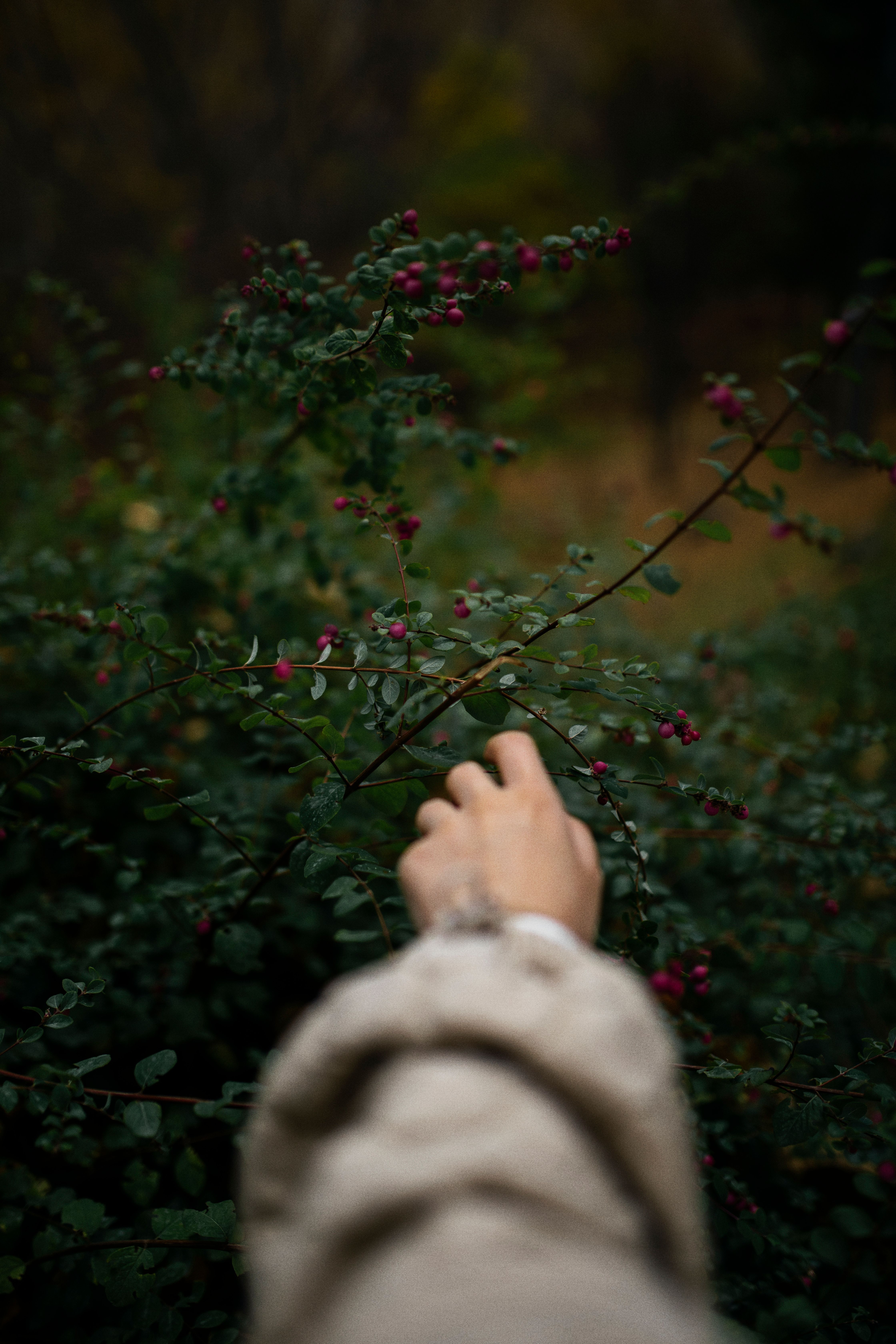 Picking Berries Photos, Download The BEST Free Picking Berries Stock ...