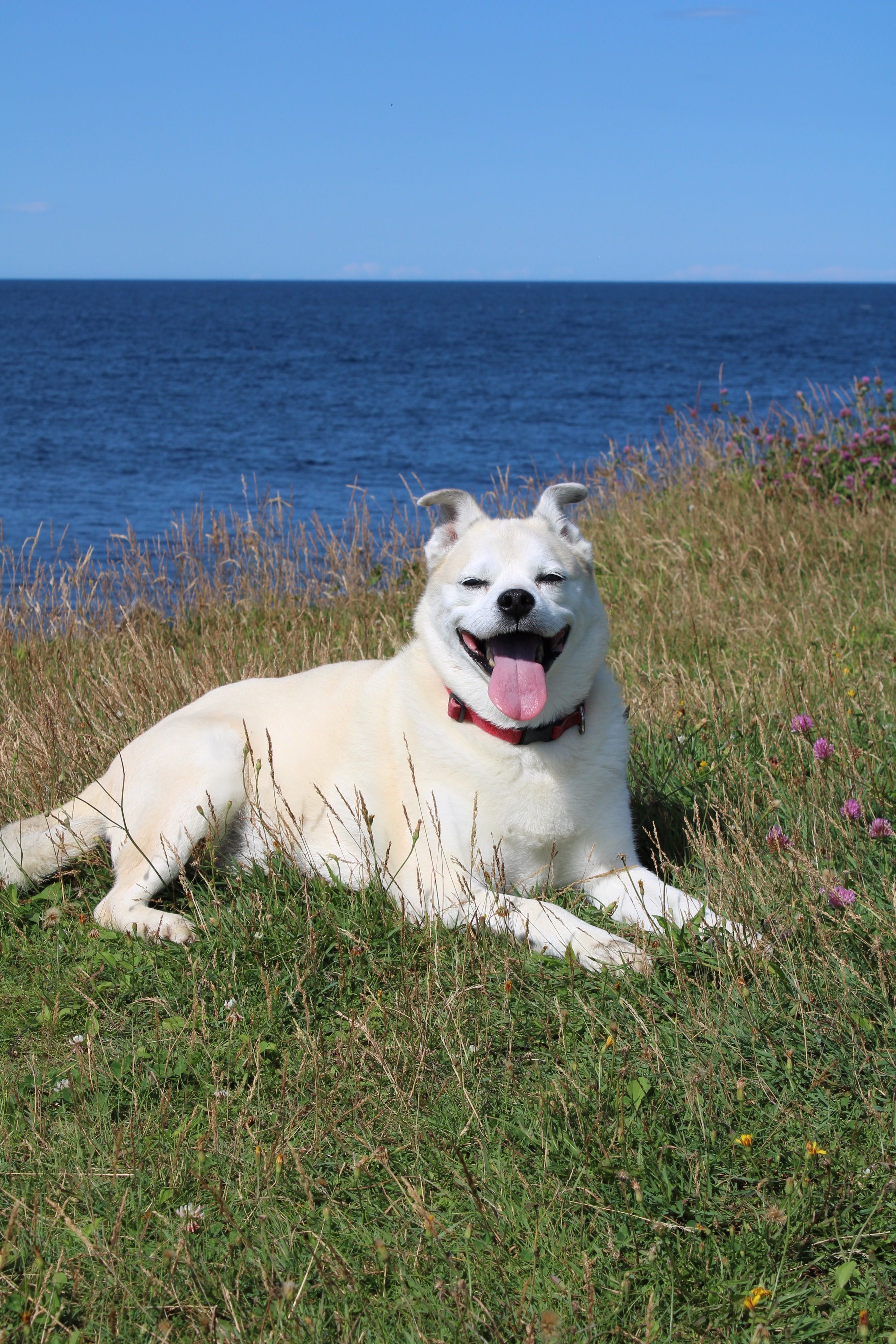 A Domestic Dog Lying Outside on the Grass · Free Stock Photo