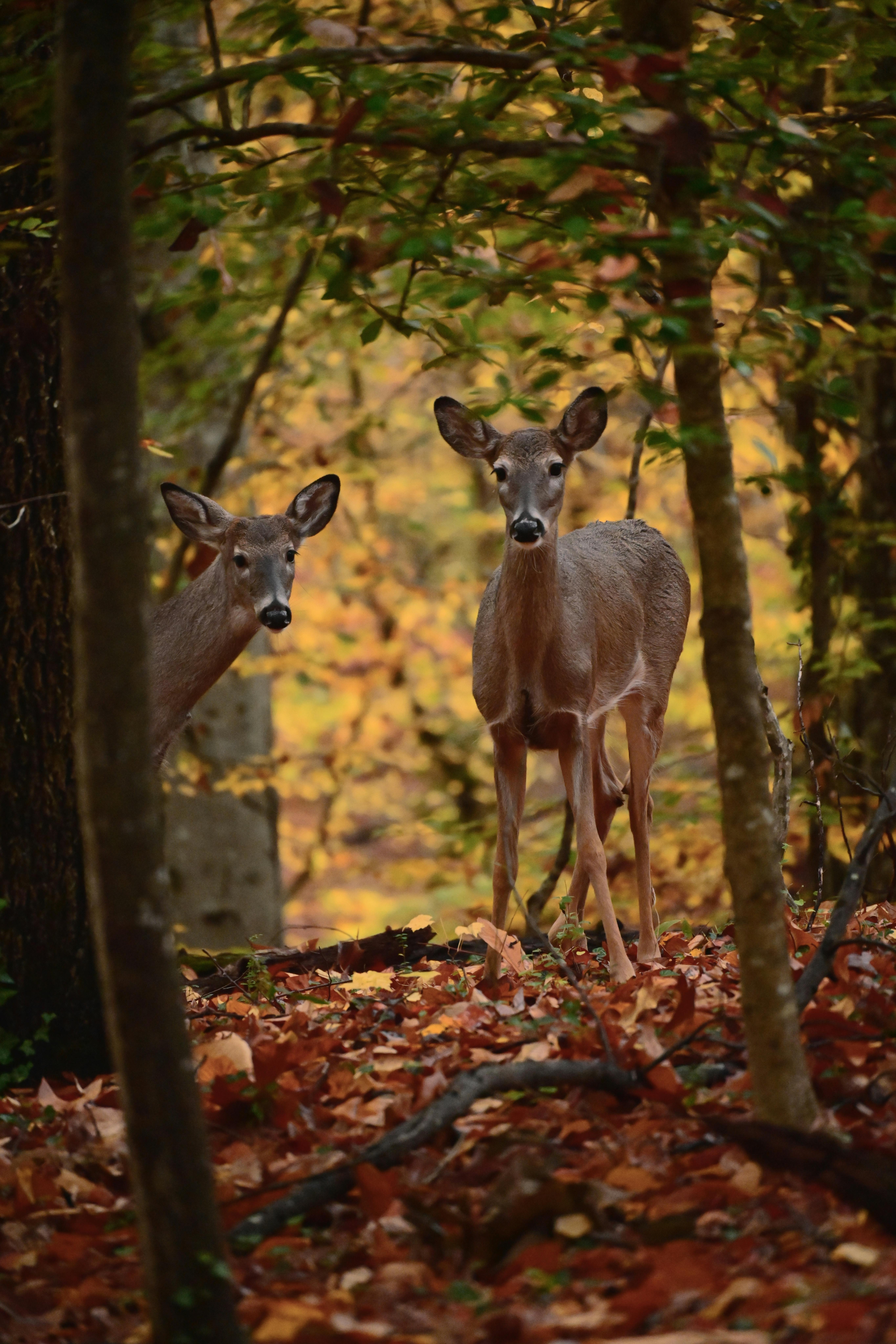Two White-Tailed Deer Standing in Autumn Forest · Free Stock Photo