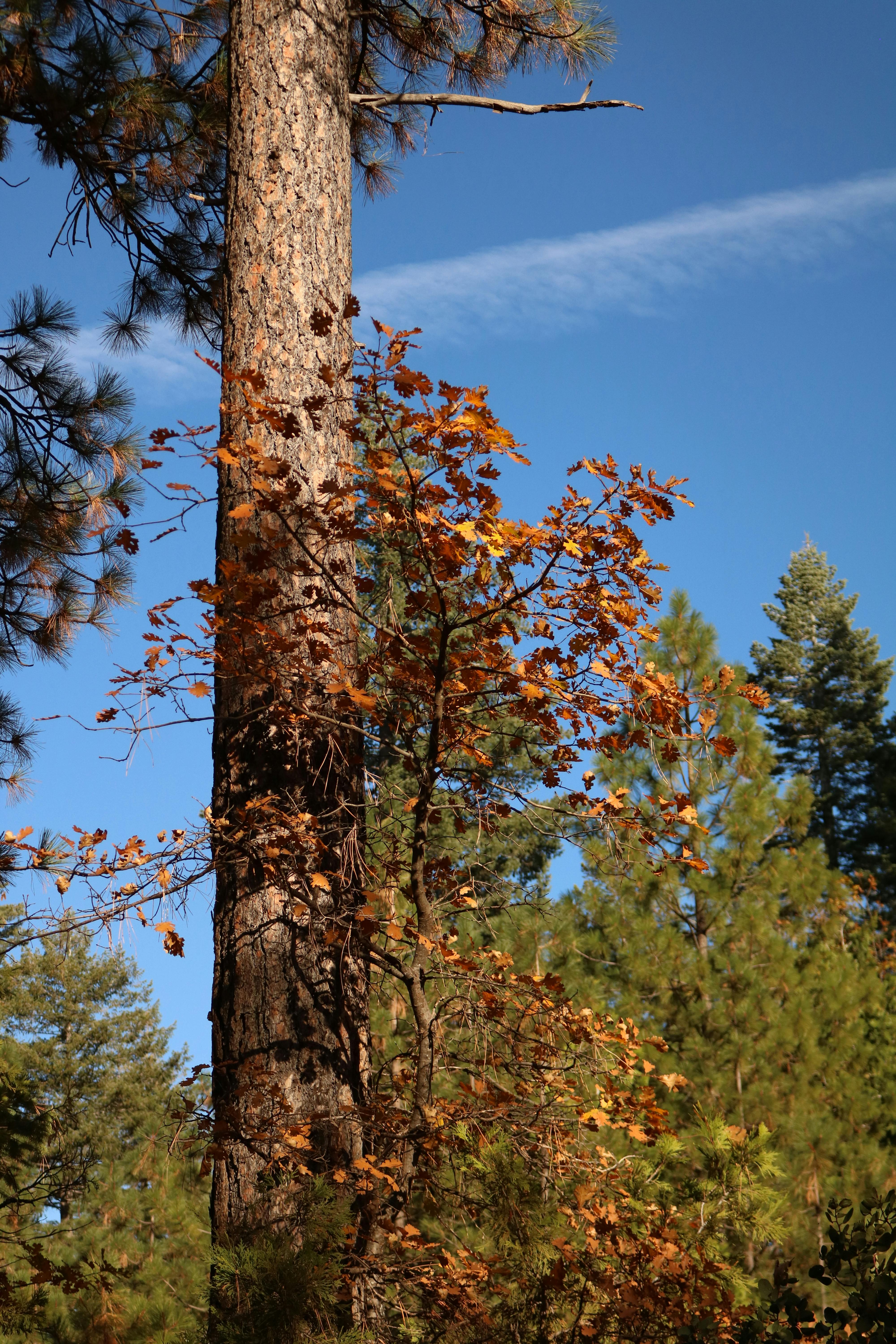 A tree with a blue sky and a plane in the background · Free Stock Photo
