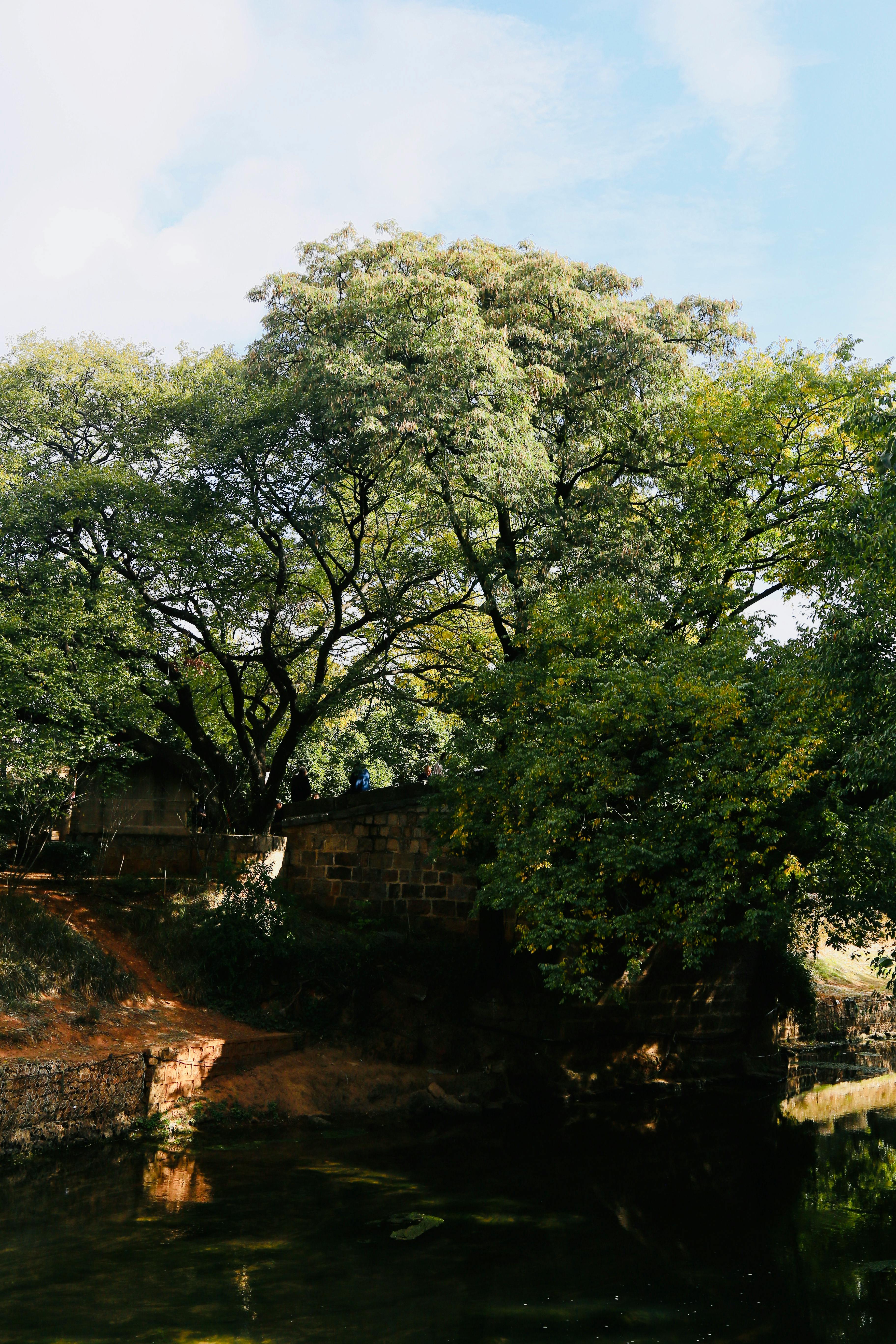 Trees Growing over River · Free Stock Photo