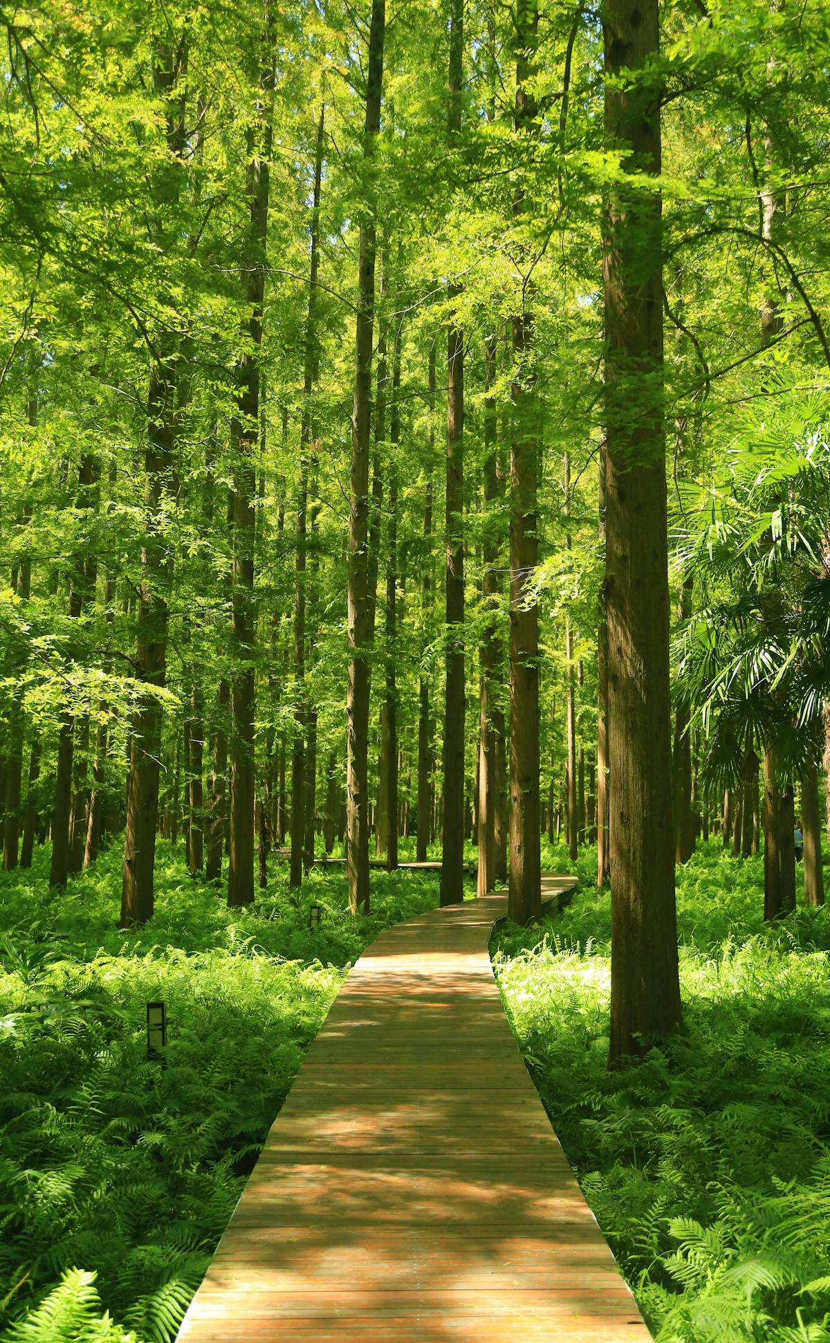 Forest Wal Photos, Download The BEST Free Forest Wal Stock Photos & HD ...