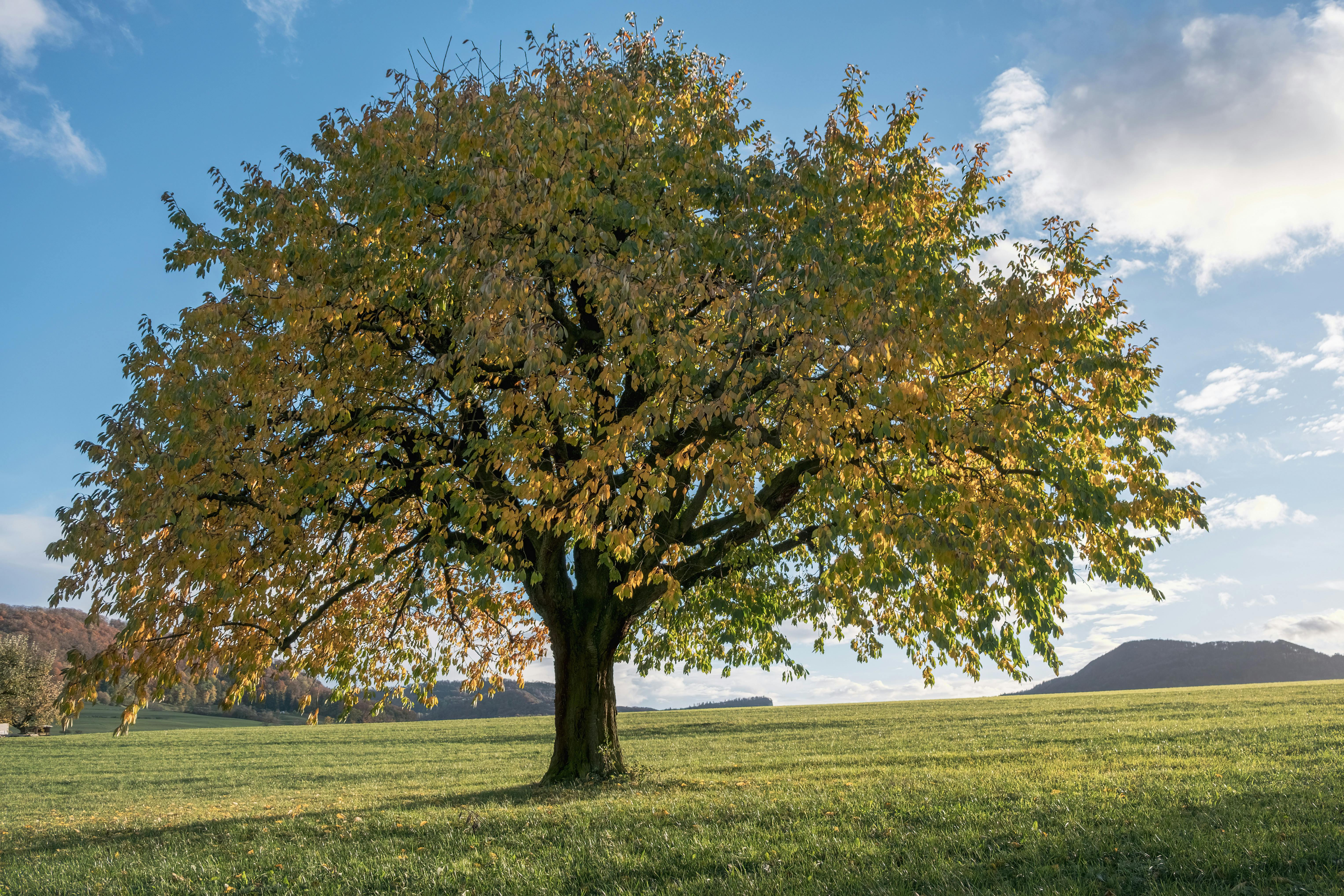 Single Tree on Grassland · Free Stock Photo