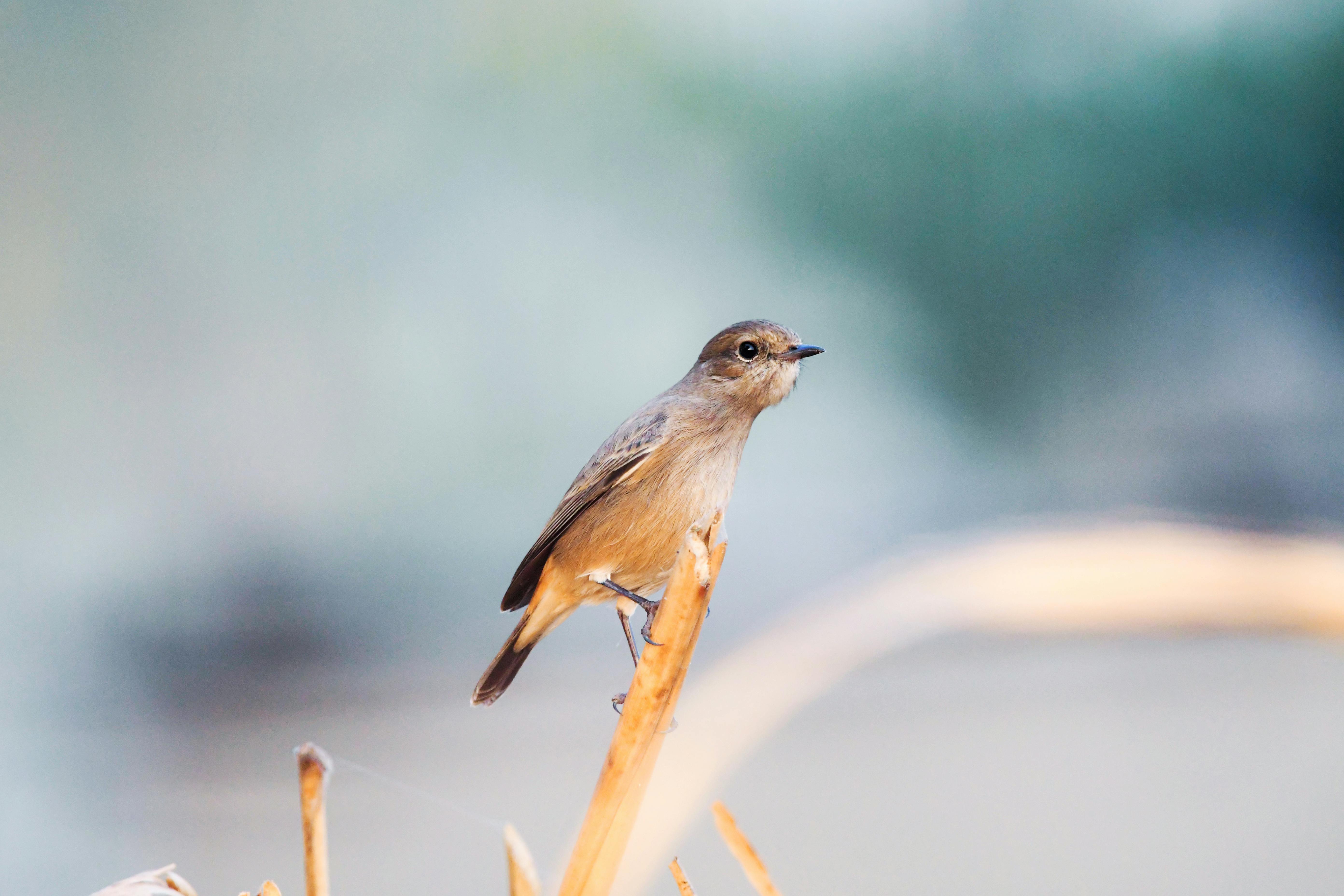 Close up of Small Passerine Bird · Free Stock Photo