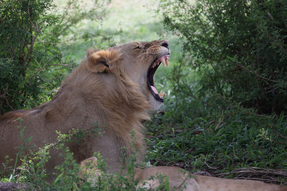 Lionness Photos, Download The BEST Free Lionness Stock Photos & HD Images