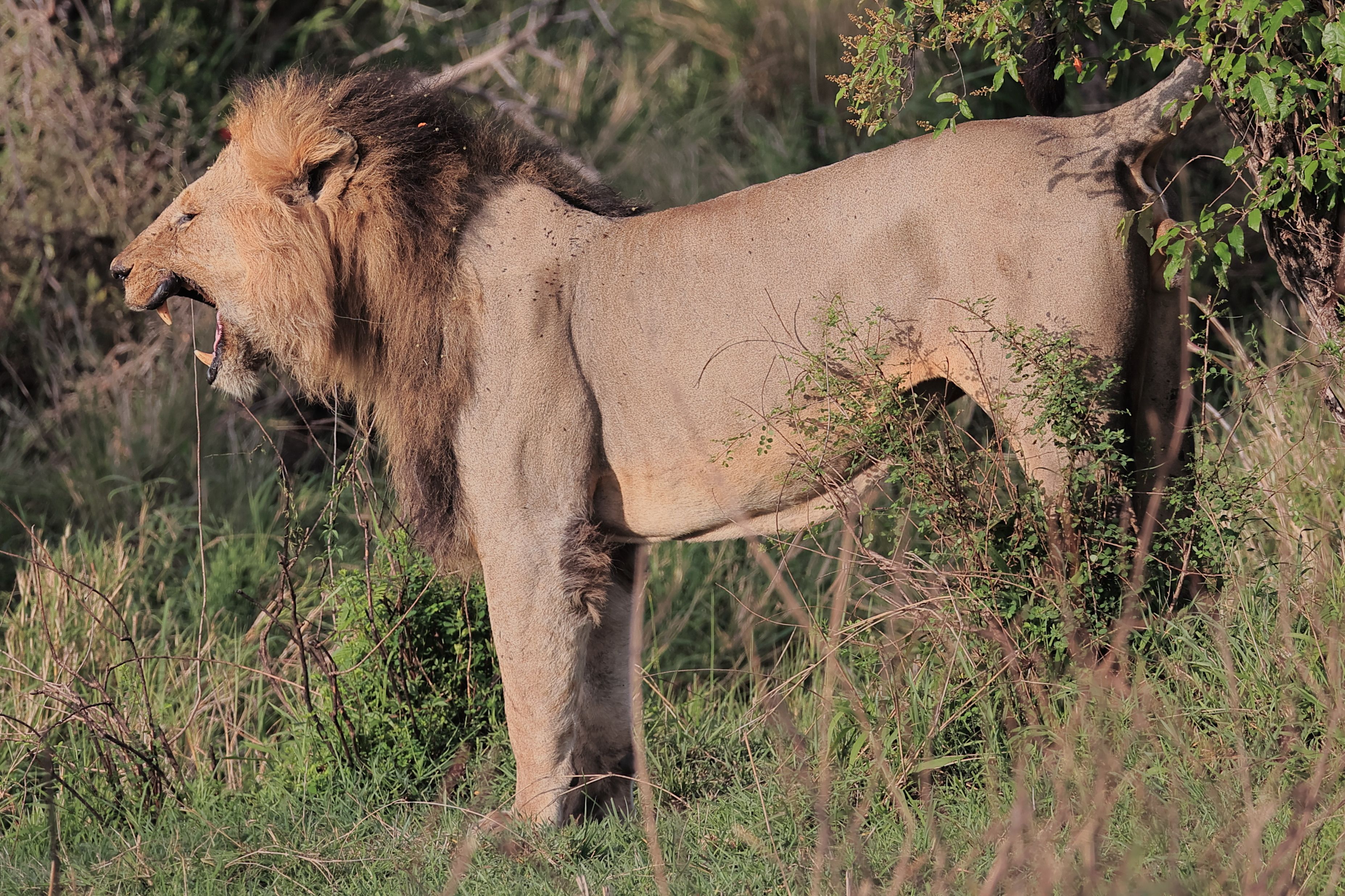 Roaring Lion in Nature · Free Stock Photo