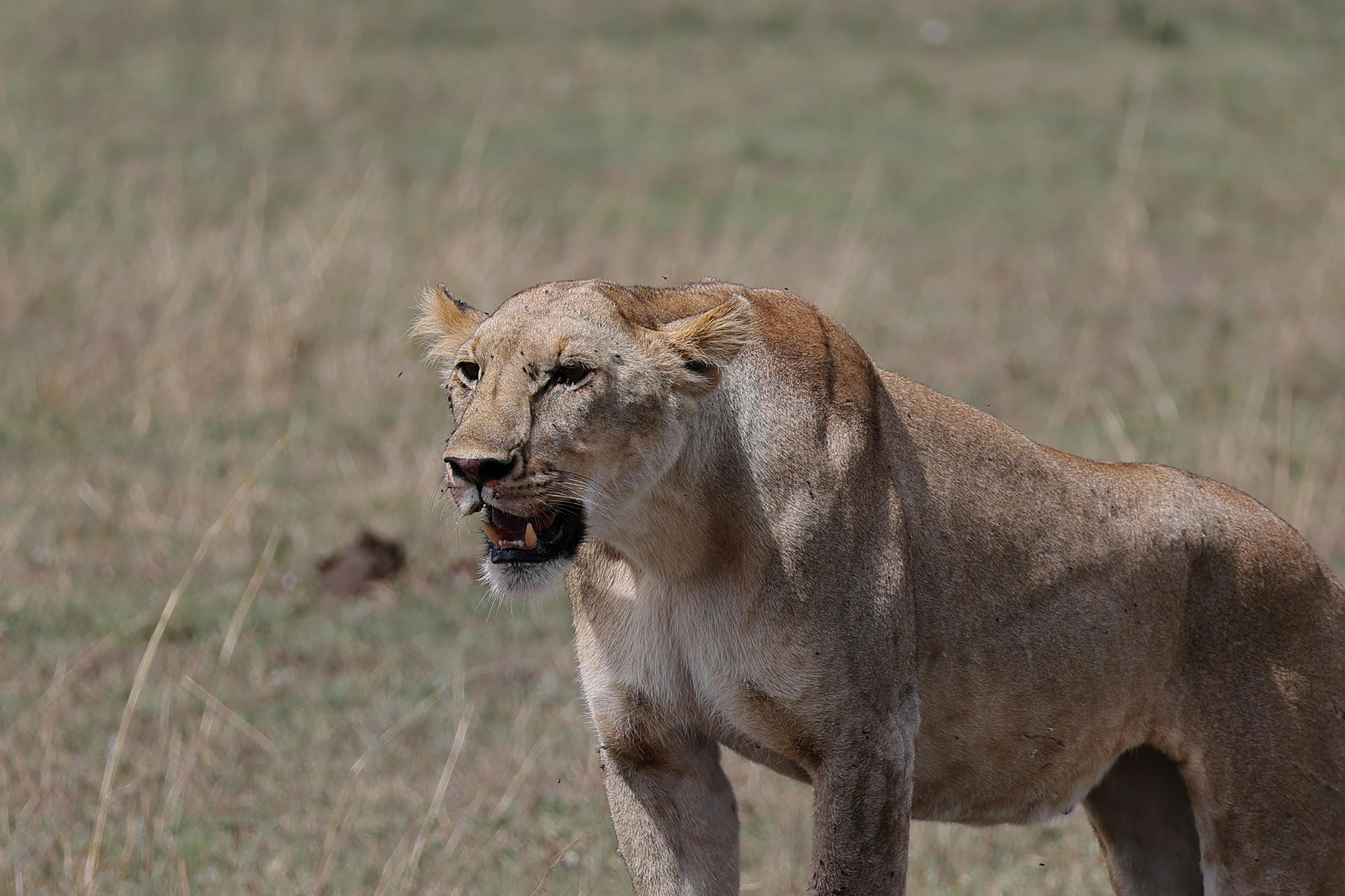 Foto de stock gratuita sobre acecho, áfrica, animal, animal salvaje ...