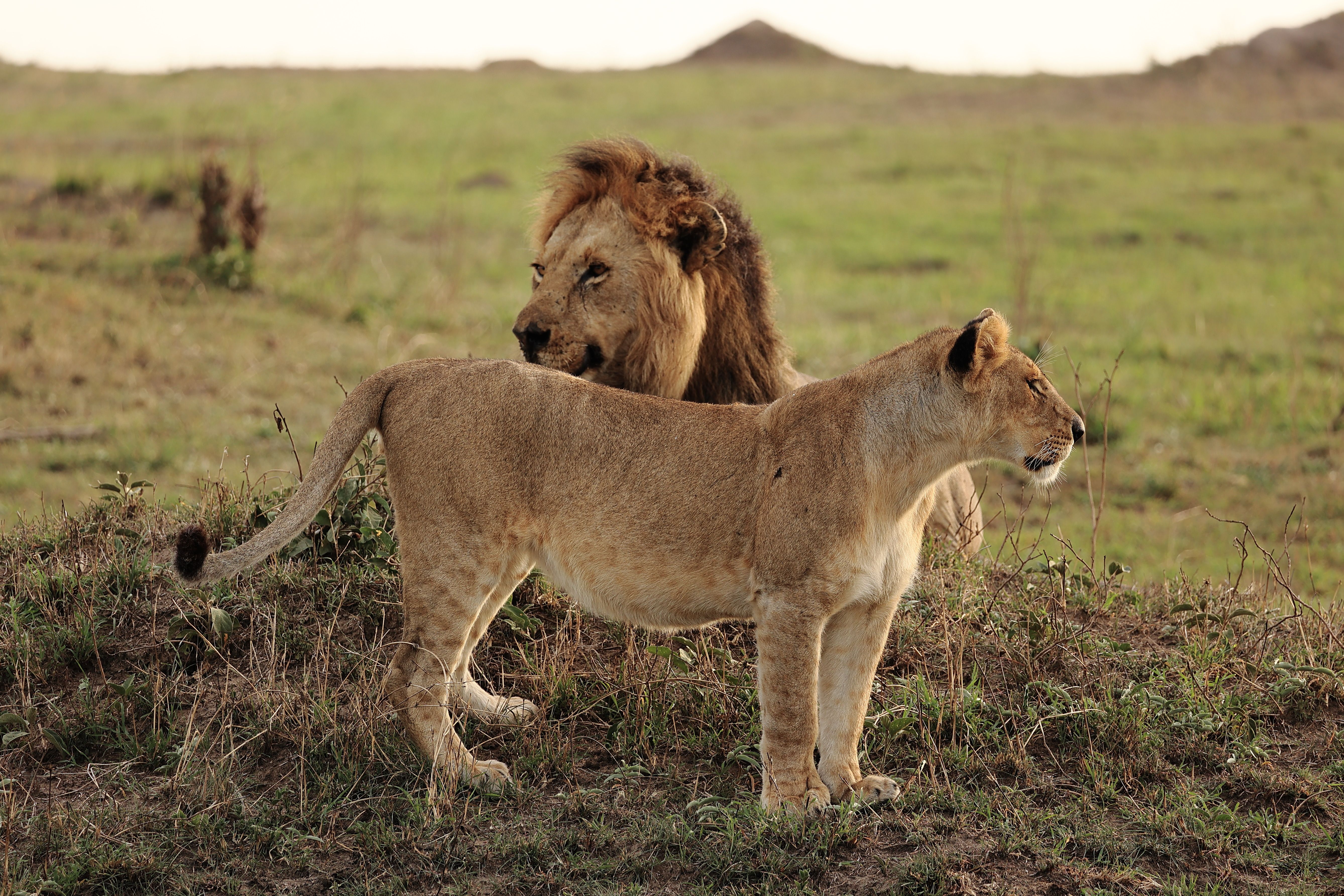Safari Stil Photos, Download The BEST Free Safari Stil Stock Photos ...