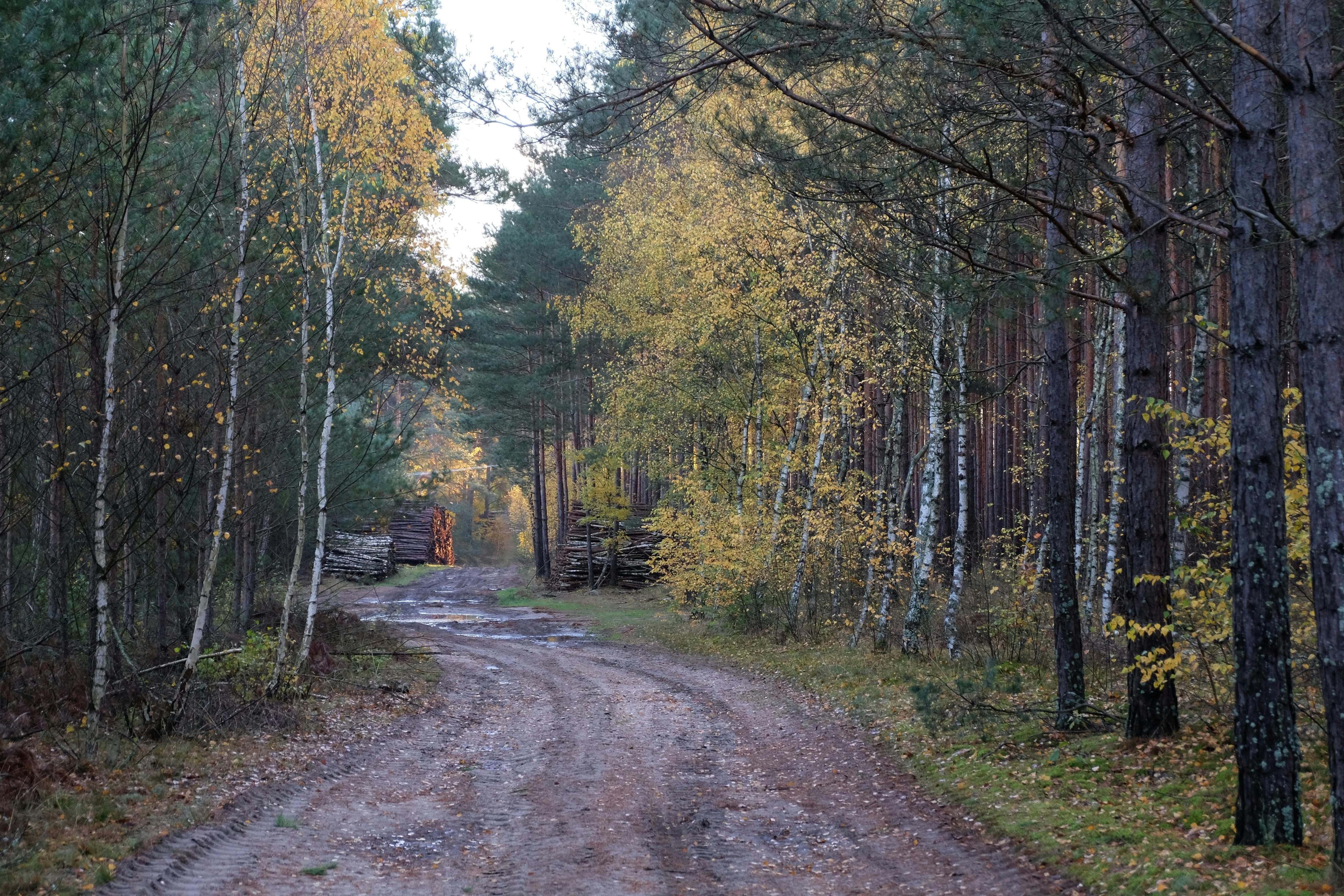 A dirt road in the woods with trees · Free Stock Photo