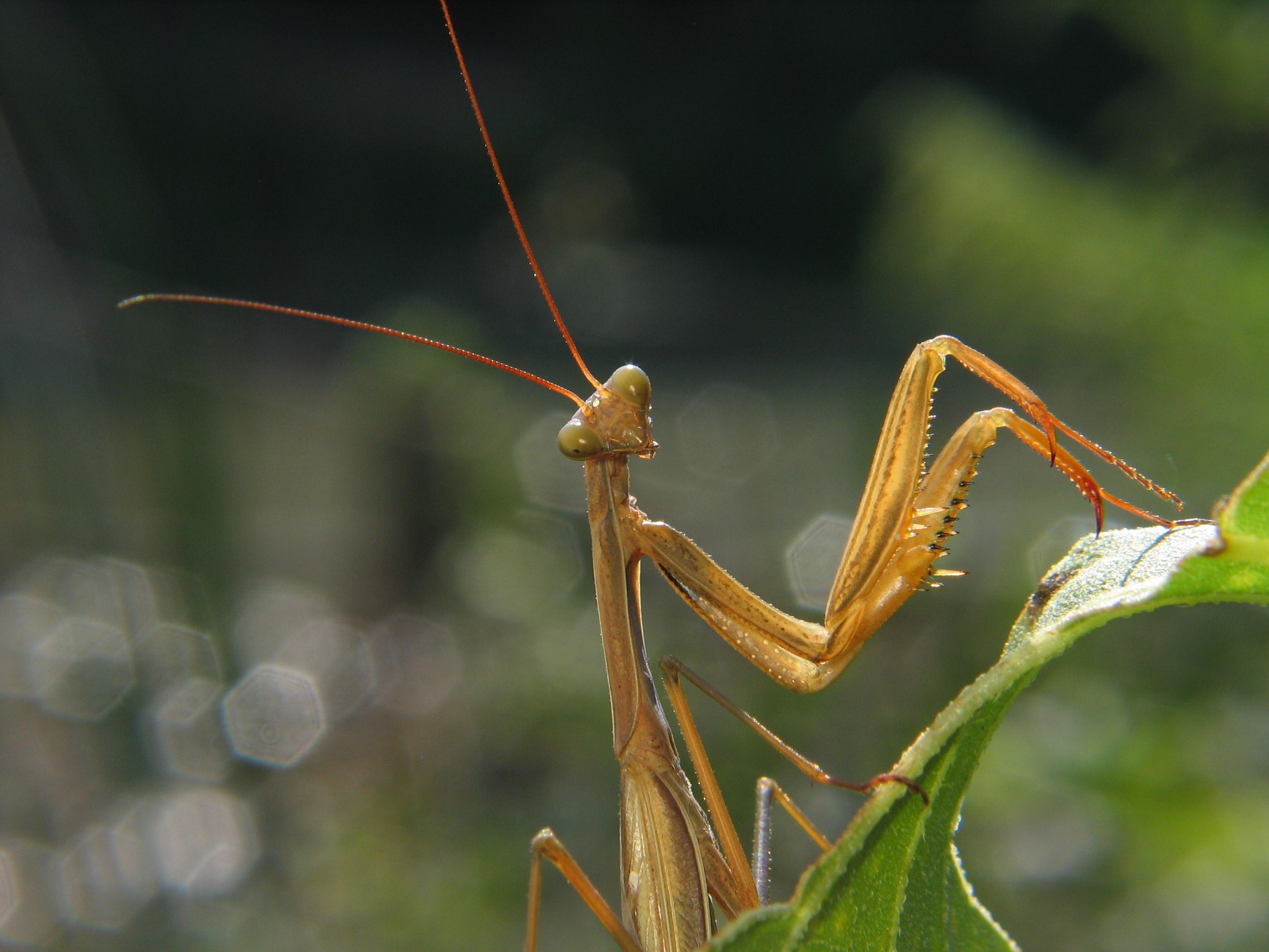 Mantis Butterfly Photos, Download The BEST Free Mantis Butterfly Stock ...