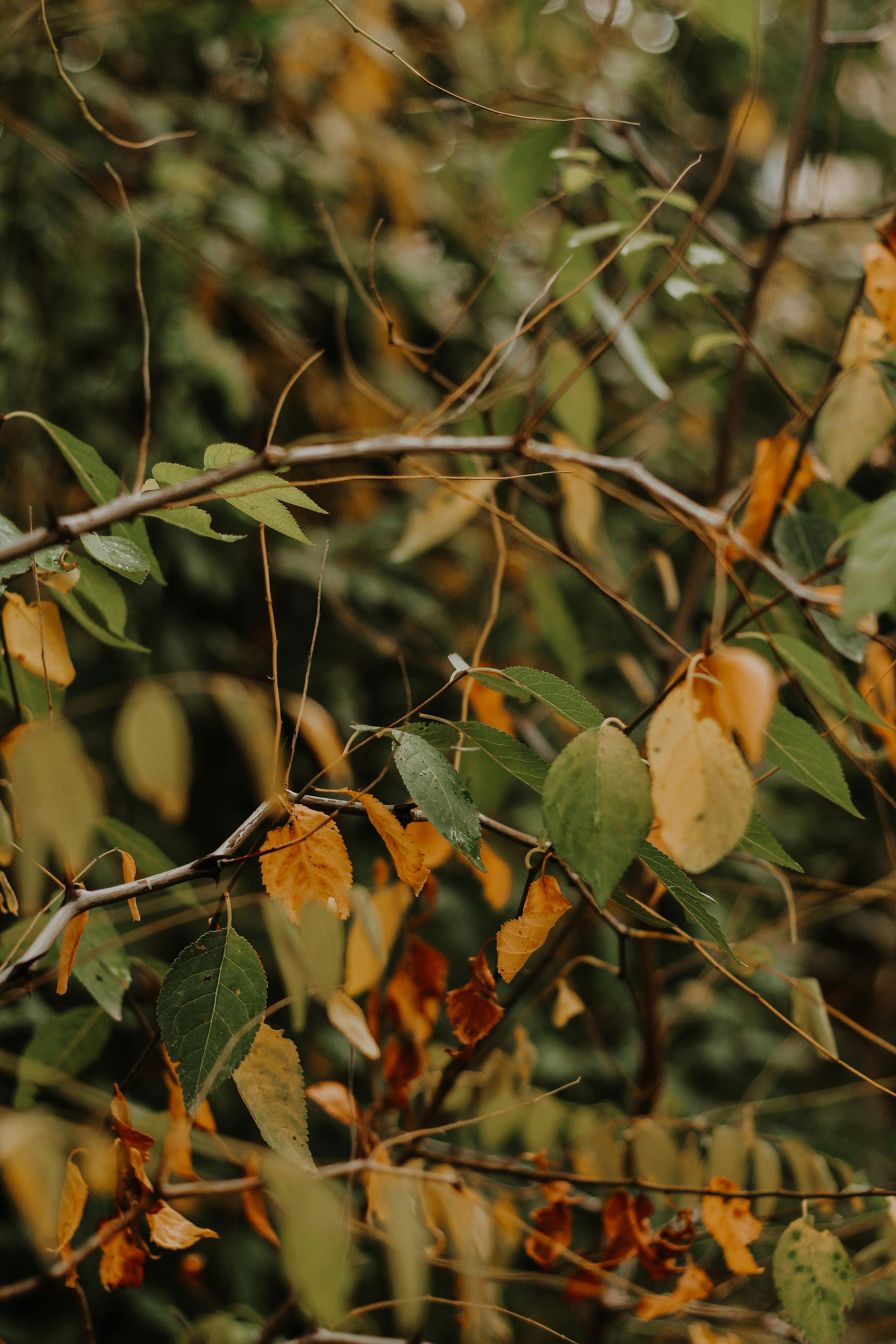 Photography of Tree Branch · Free Stock Photo