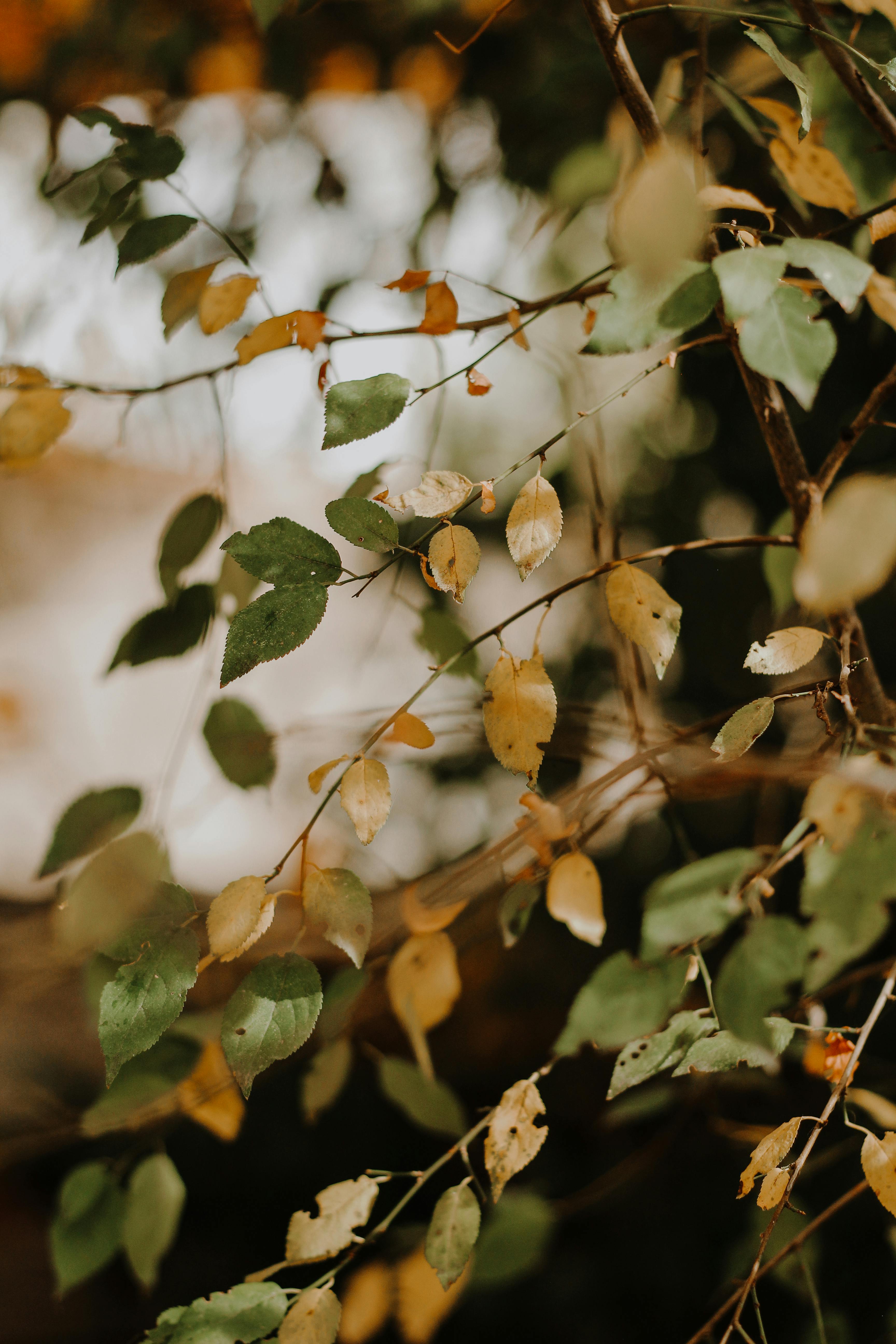 Four Leaves on Wooden Board · Free Stock Photo