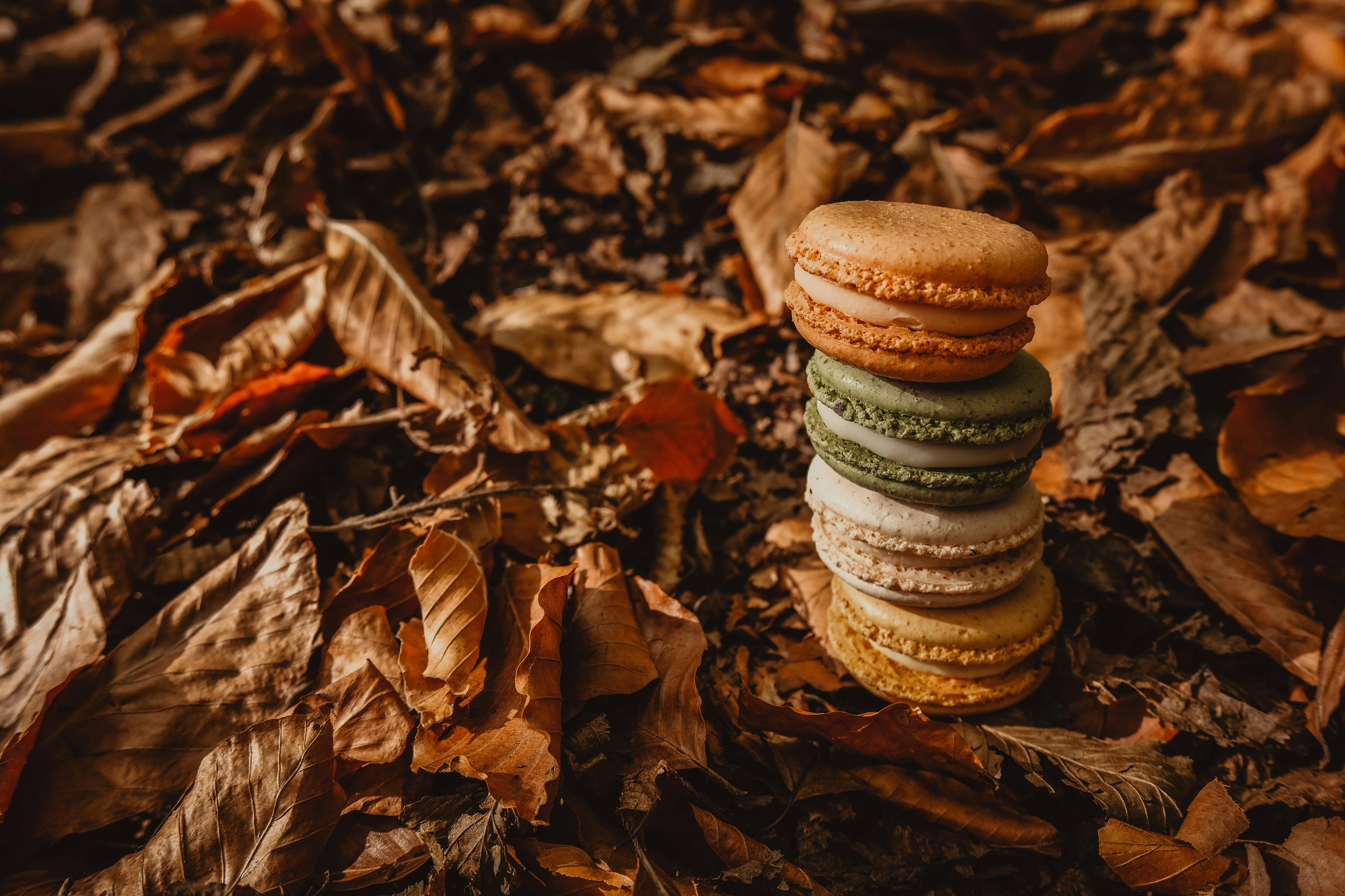 Stack of Macarons Standing on Fallen Leaves · Free Stock Photo