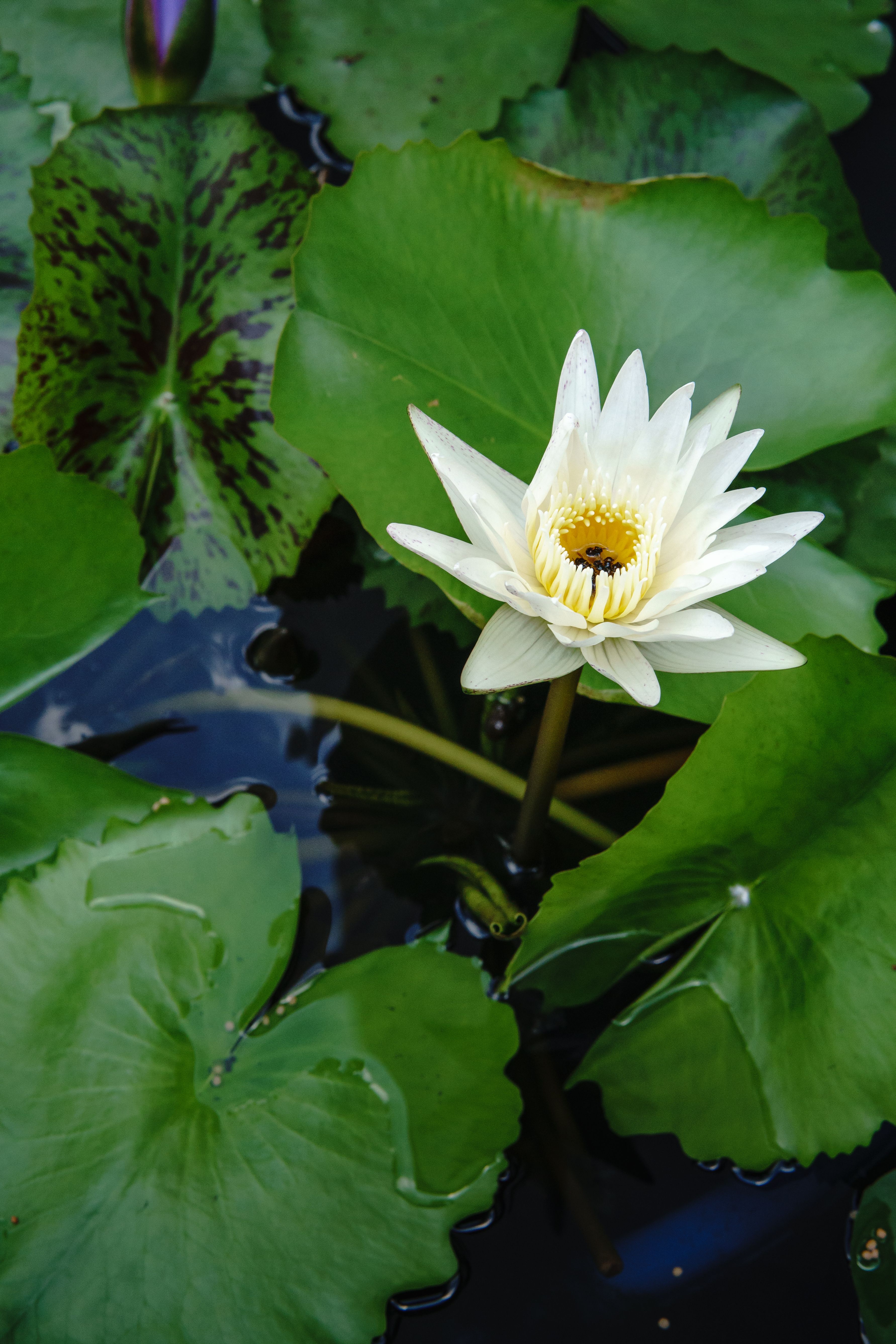 Malaysian Lotus Flower | Best Flower Site