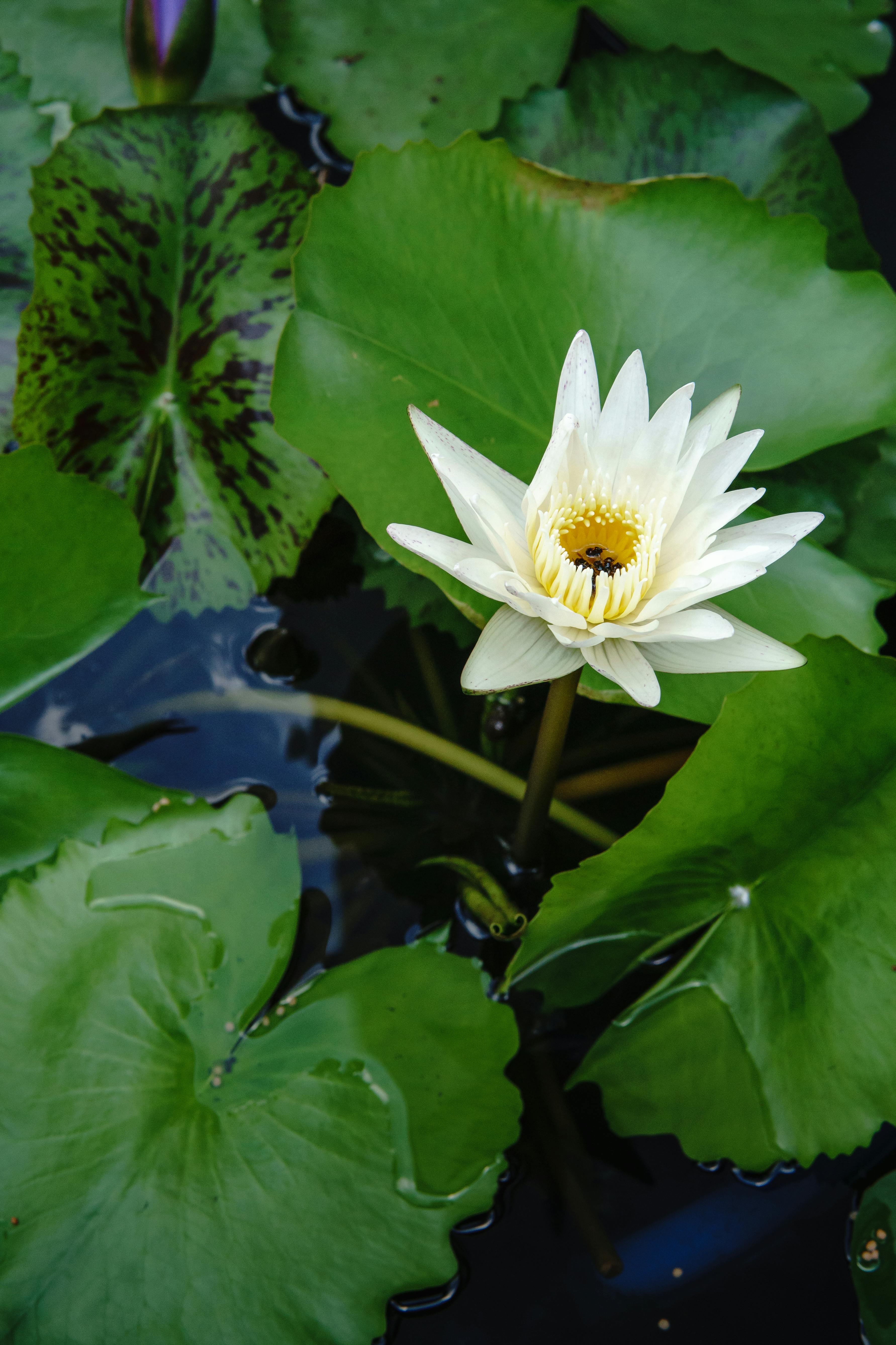 White Lotus · Free Stock Photo
