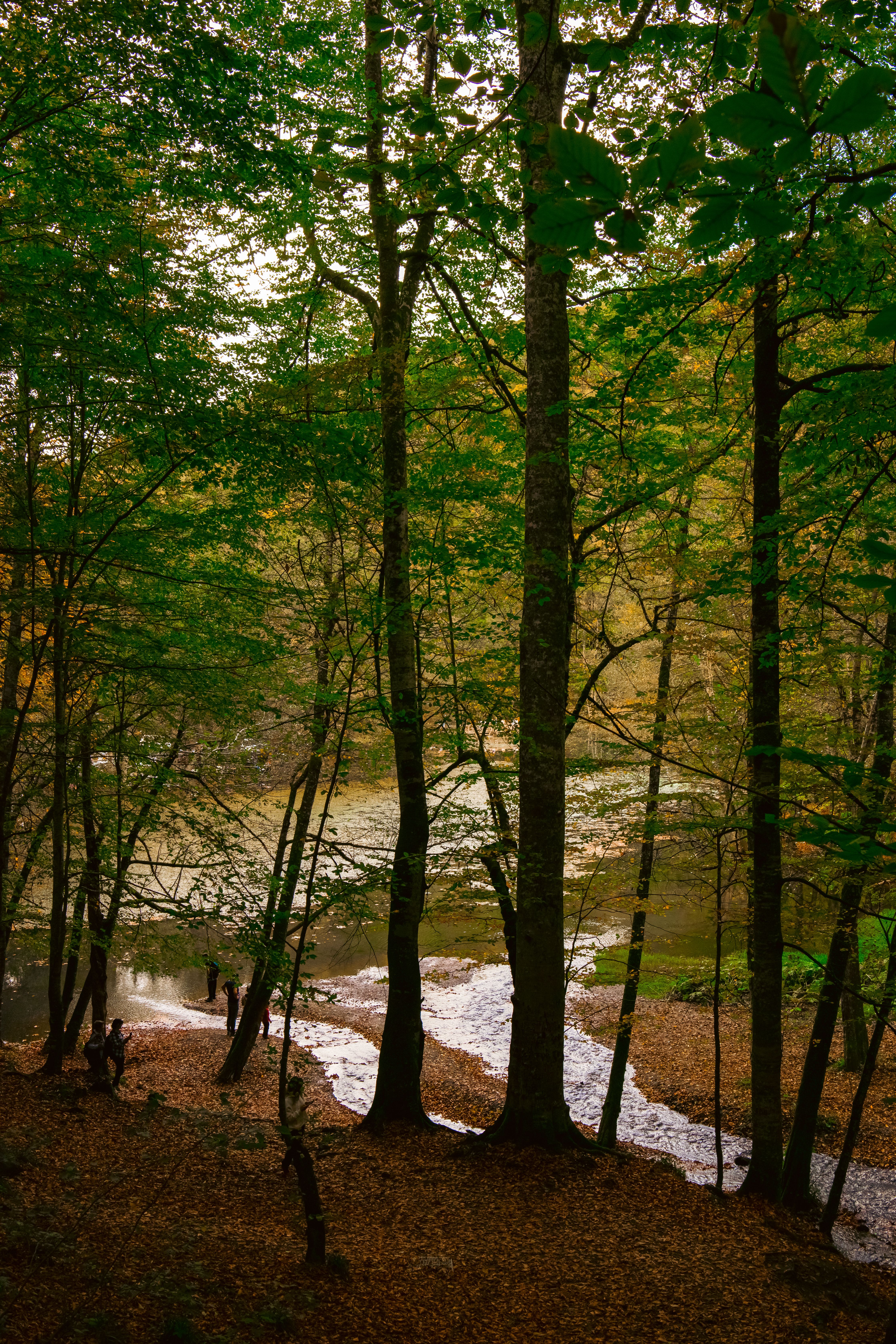 Stream in Mountains Seen between Trees · Free Stock Photo