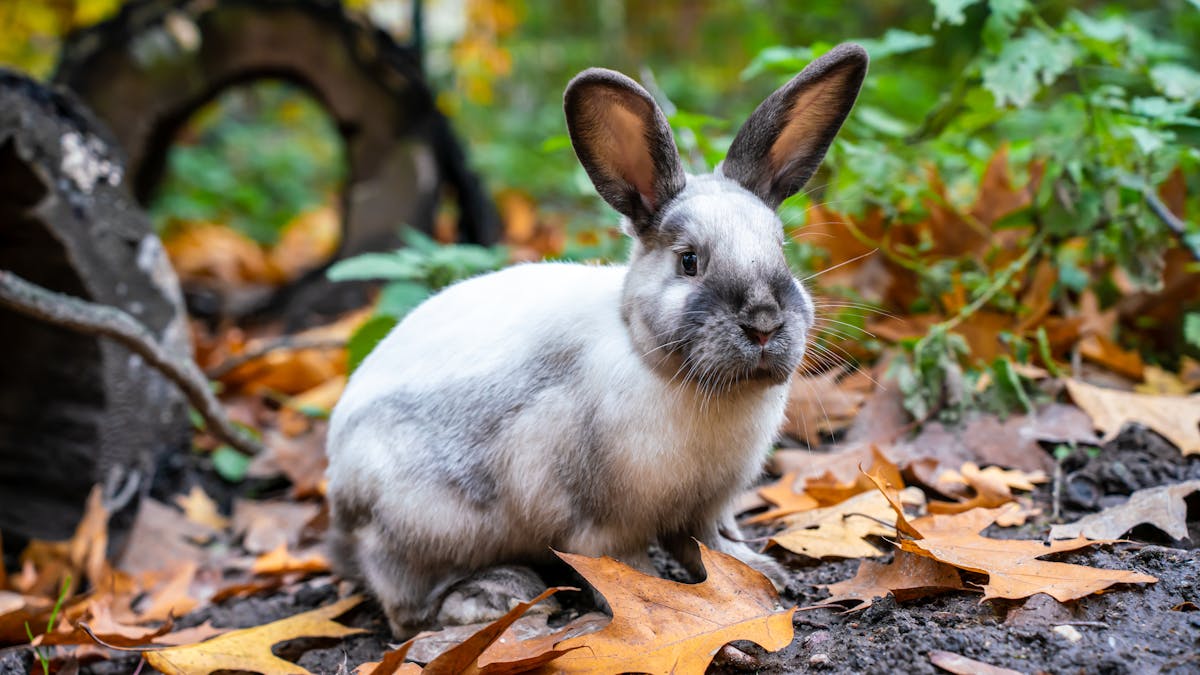 Rabbit In Forest Photos, Download The BEST Free Rabbit In Forest Stock ...
