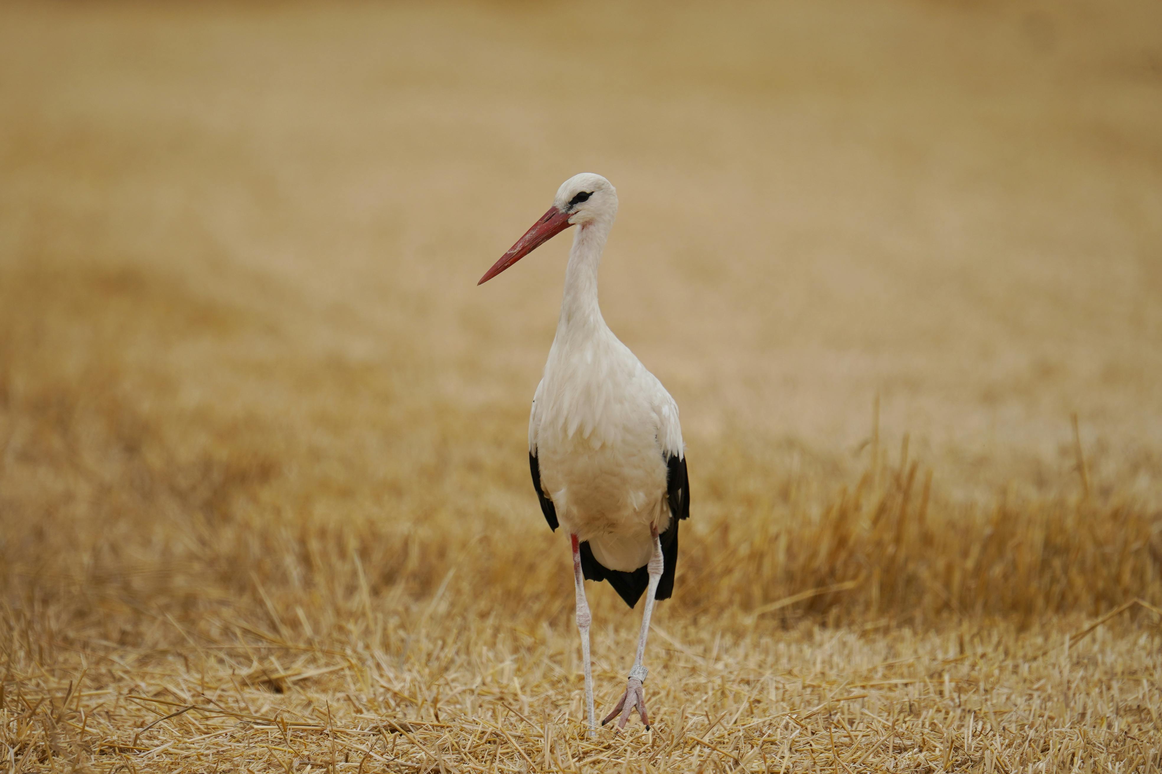 Stork Hunting in the Field · Free Stock Photo