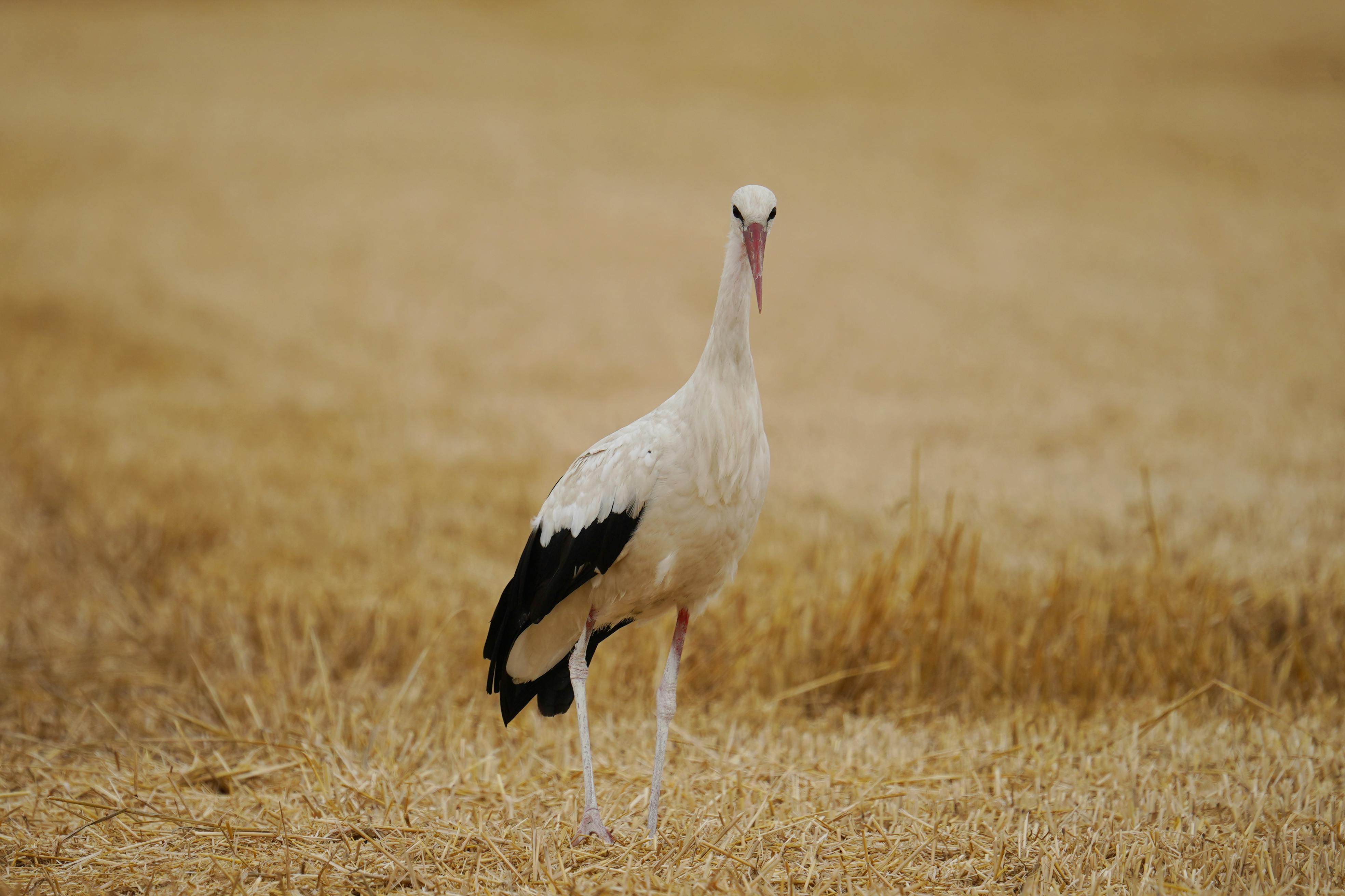Stork Pose Photos, Download The BEST Free Stork Pose Stock Photos & HD ...