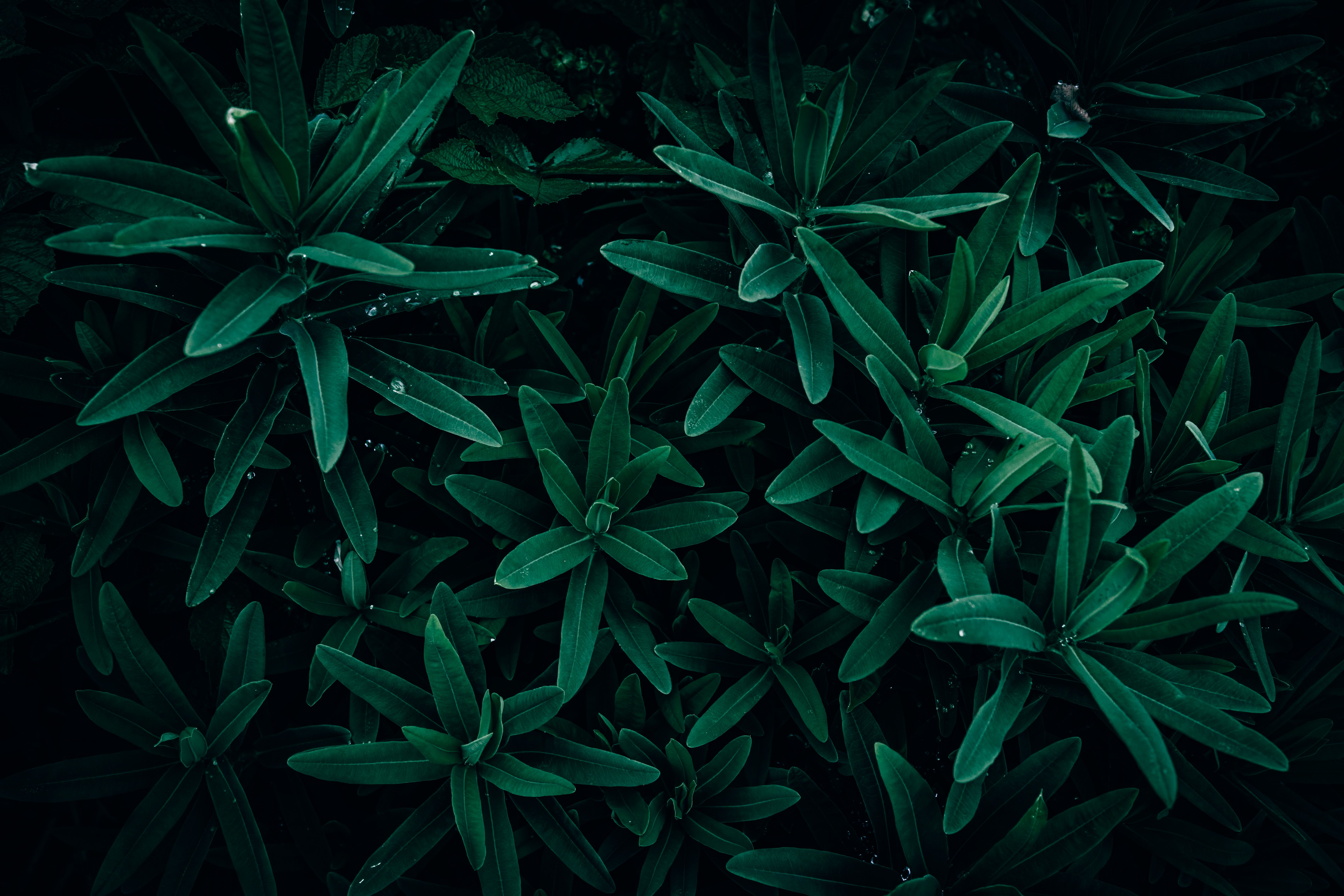 Photography of Leaves · Free Stock Photo
