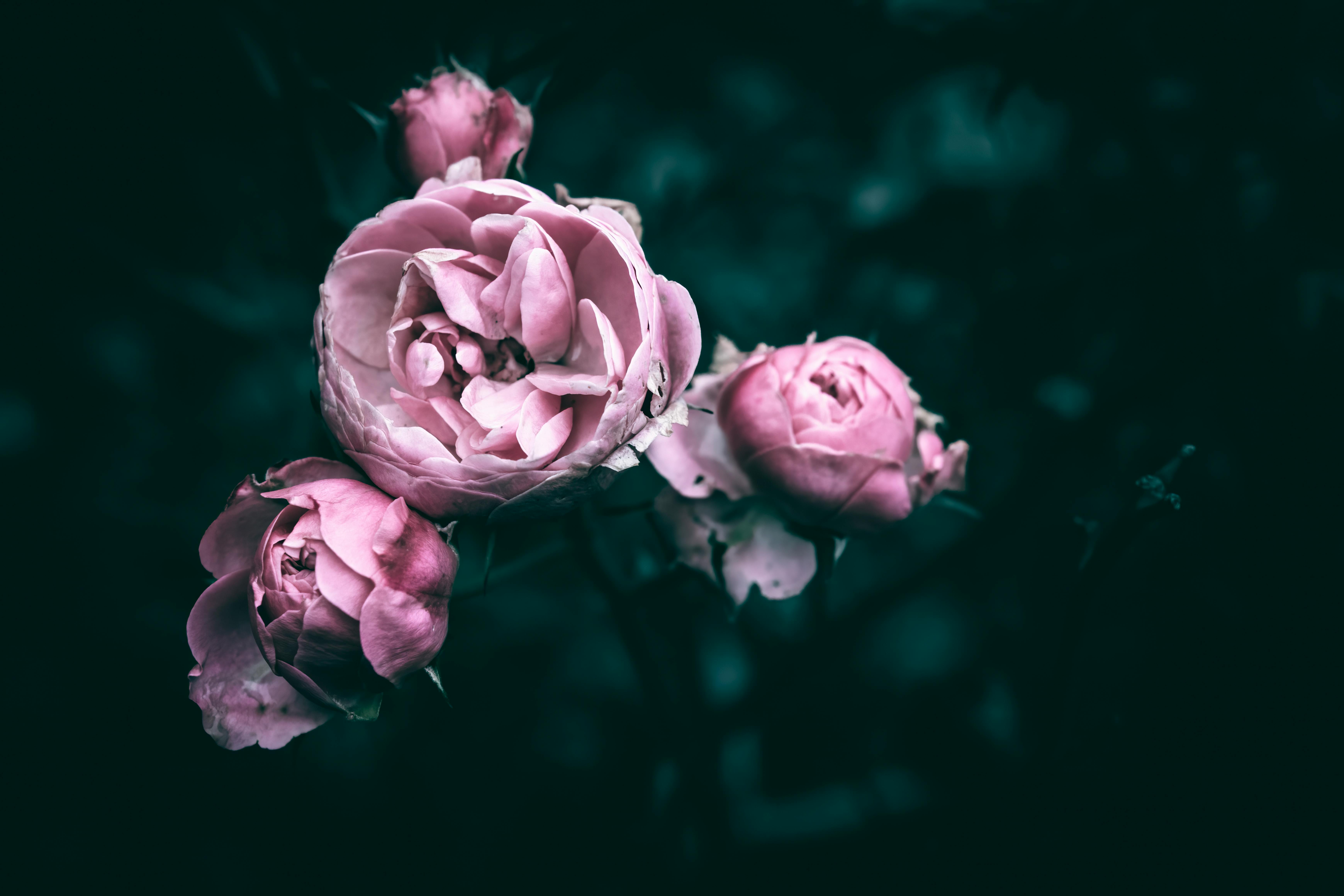 Somber Photos, Download The BEST Free Somber Stock Photos & HD Images