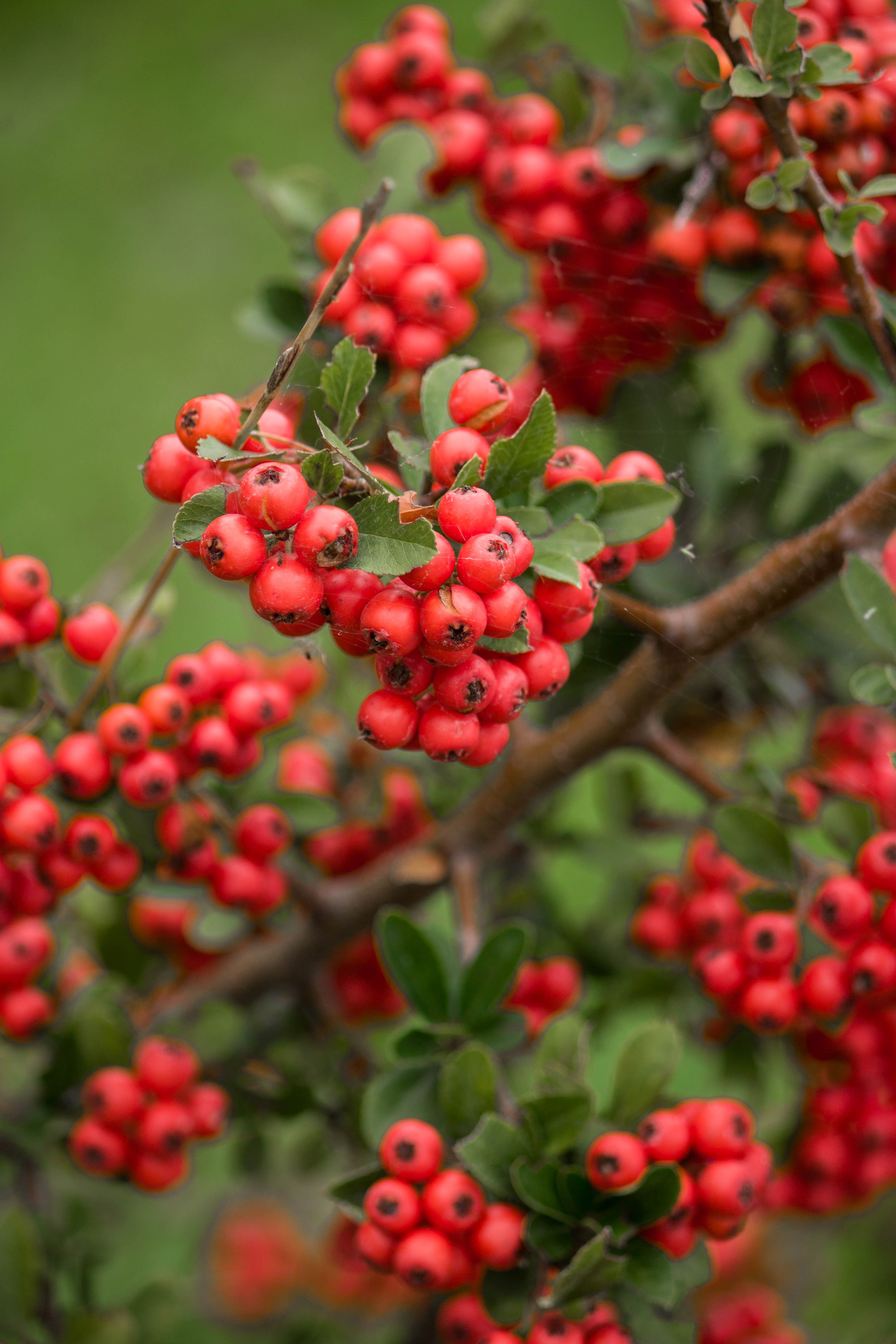 Close-up of Scarlet Firethorn Shrub · Free Stock Photo