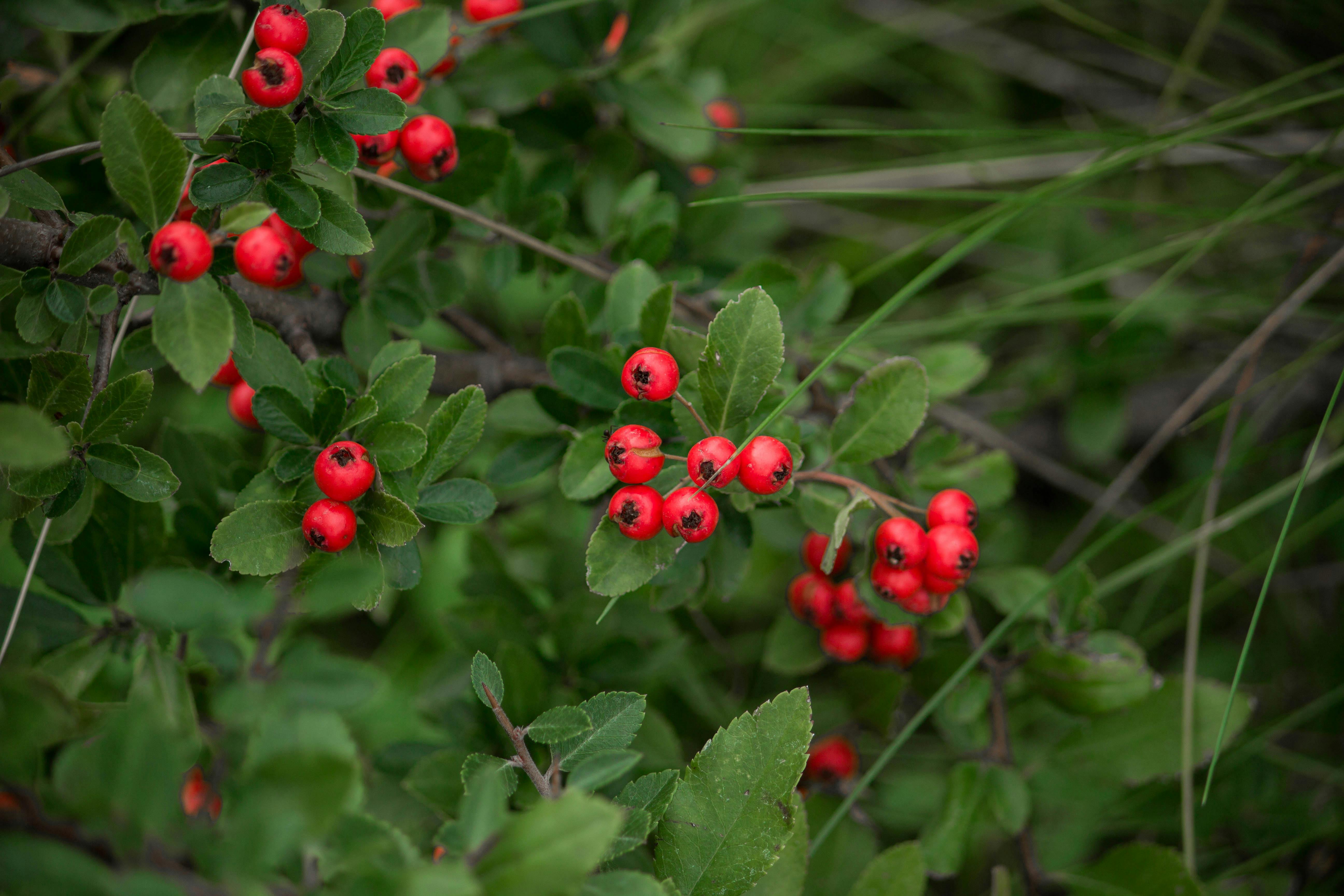 Close-up of a Shrub with Red Berries · Free Stock Photo