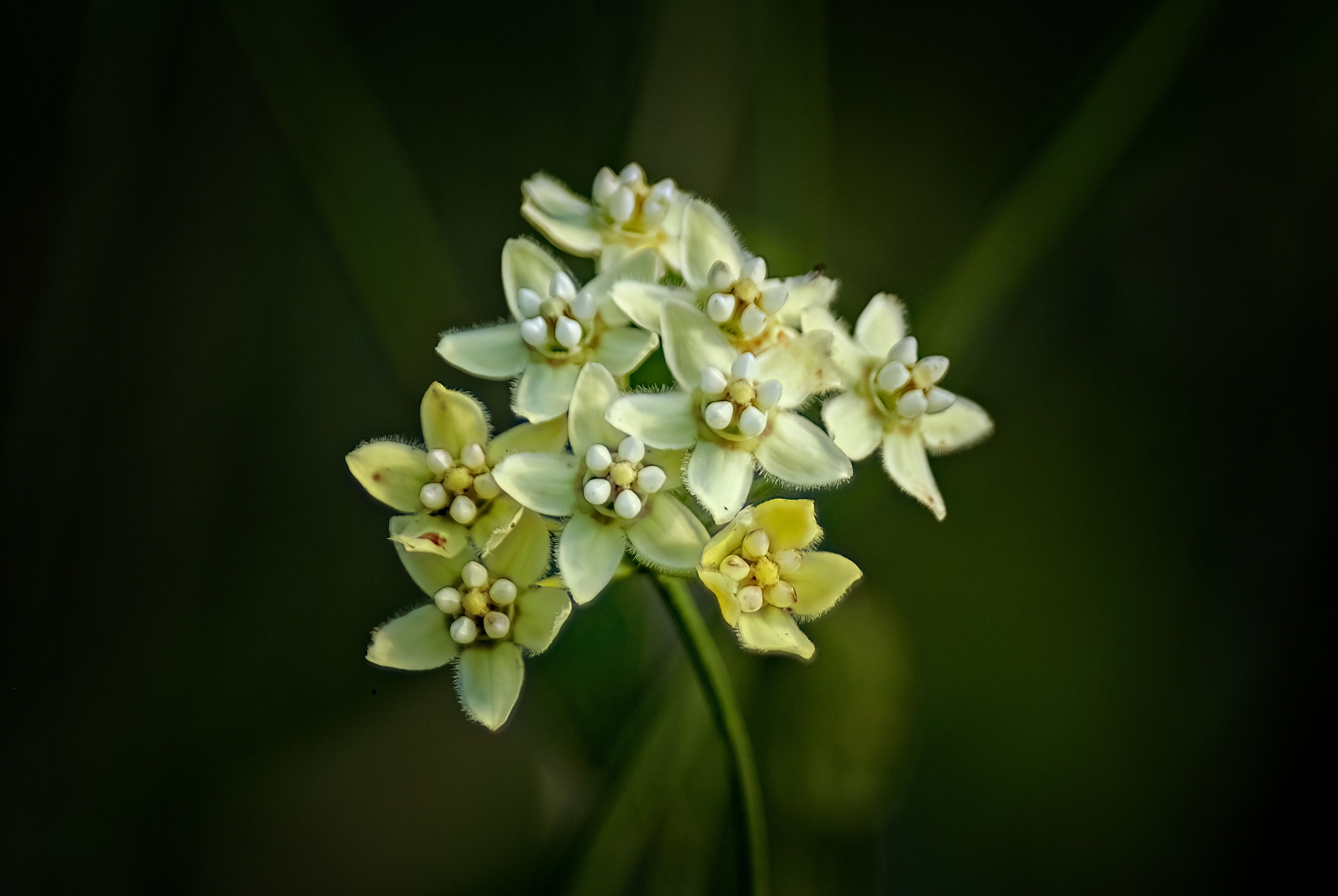 Close-up of a White Twinevine Flower · Free Stock Photo