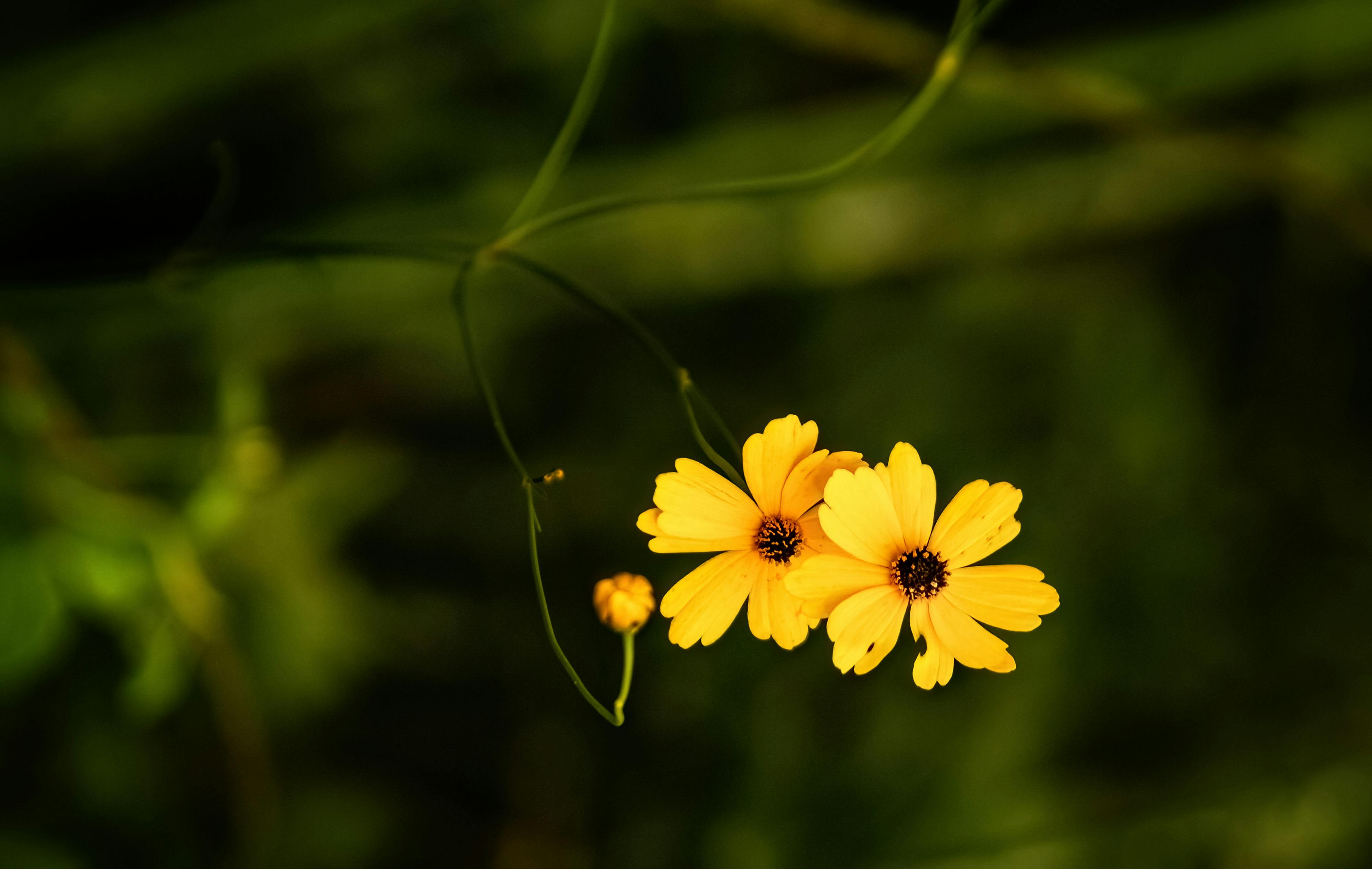 Growth Stages Photos, Download The BEST Free Growth Stages Stock Photos ...