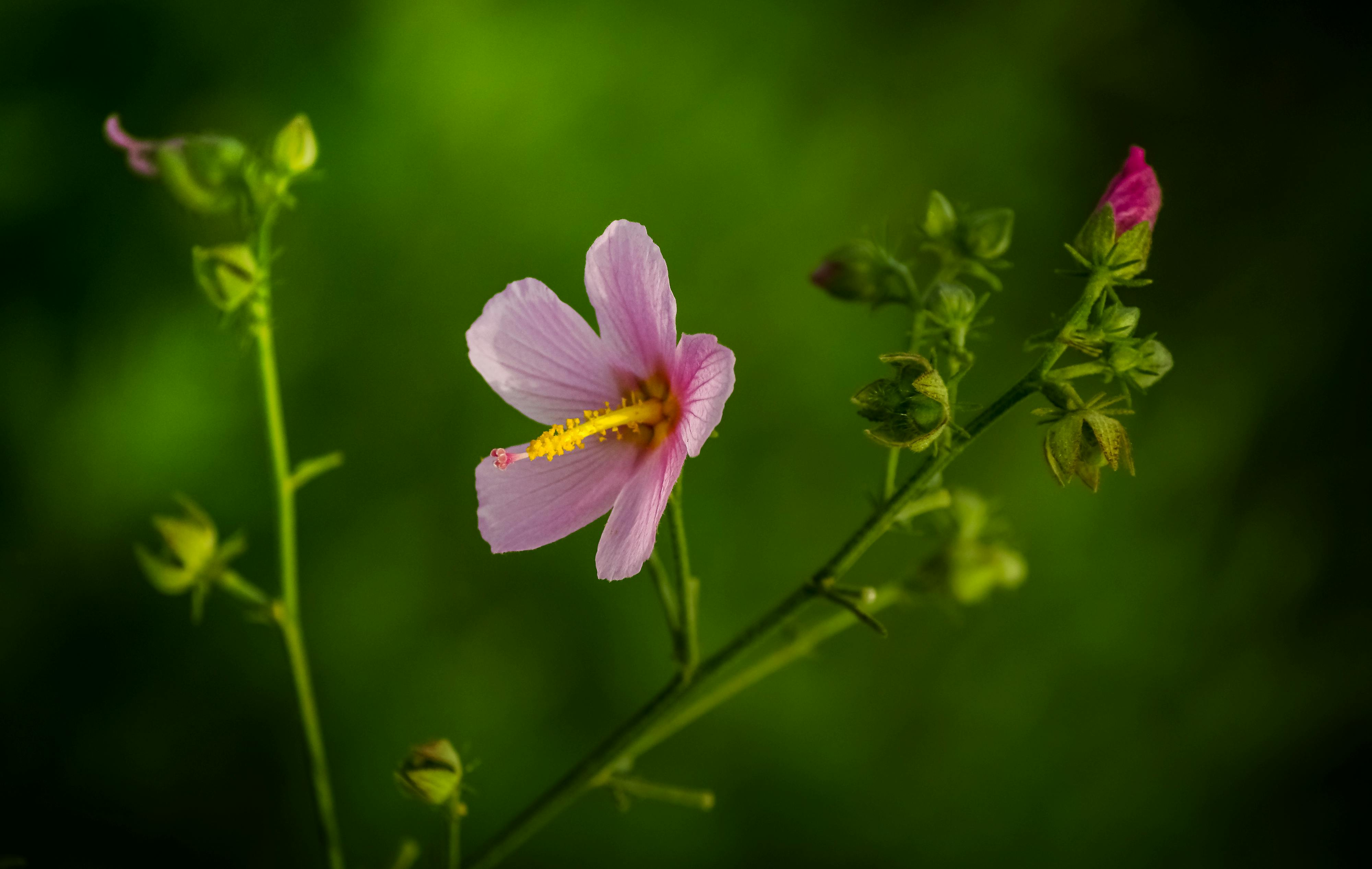 Close-up of a Seashore Mallow · Free Stock Photo