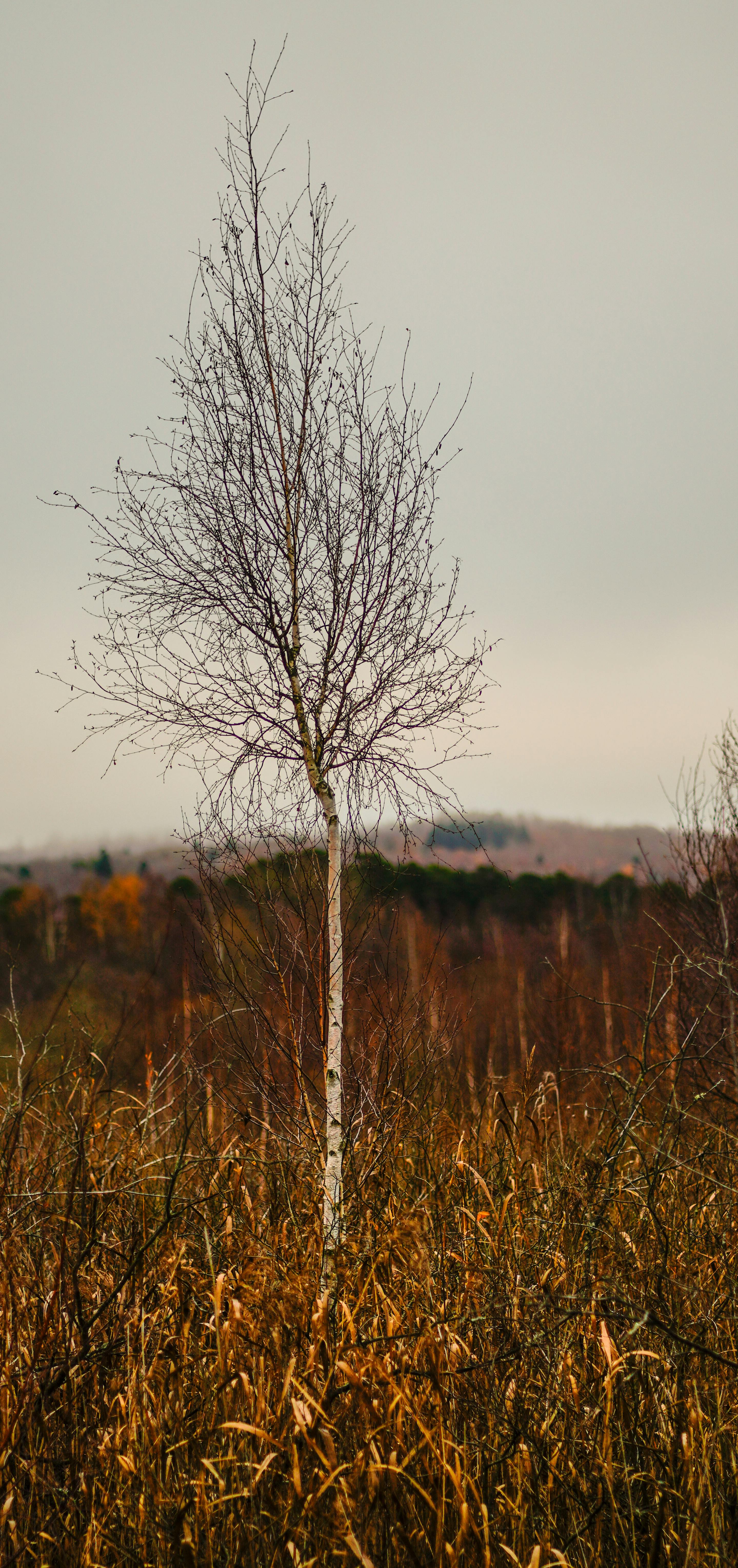 Lonely Tree on a Field · Free Stock Photo