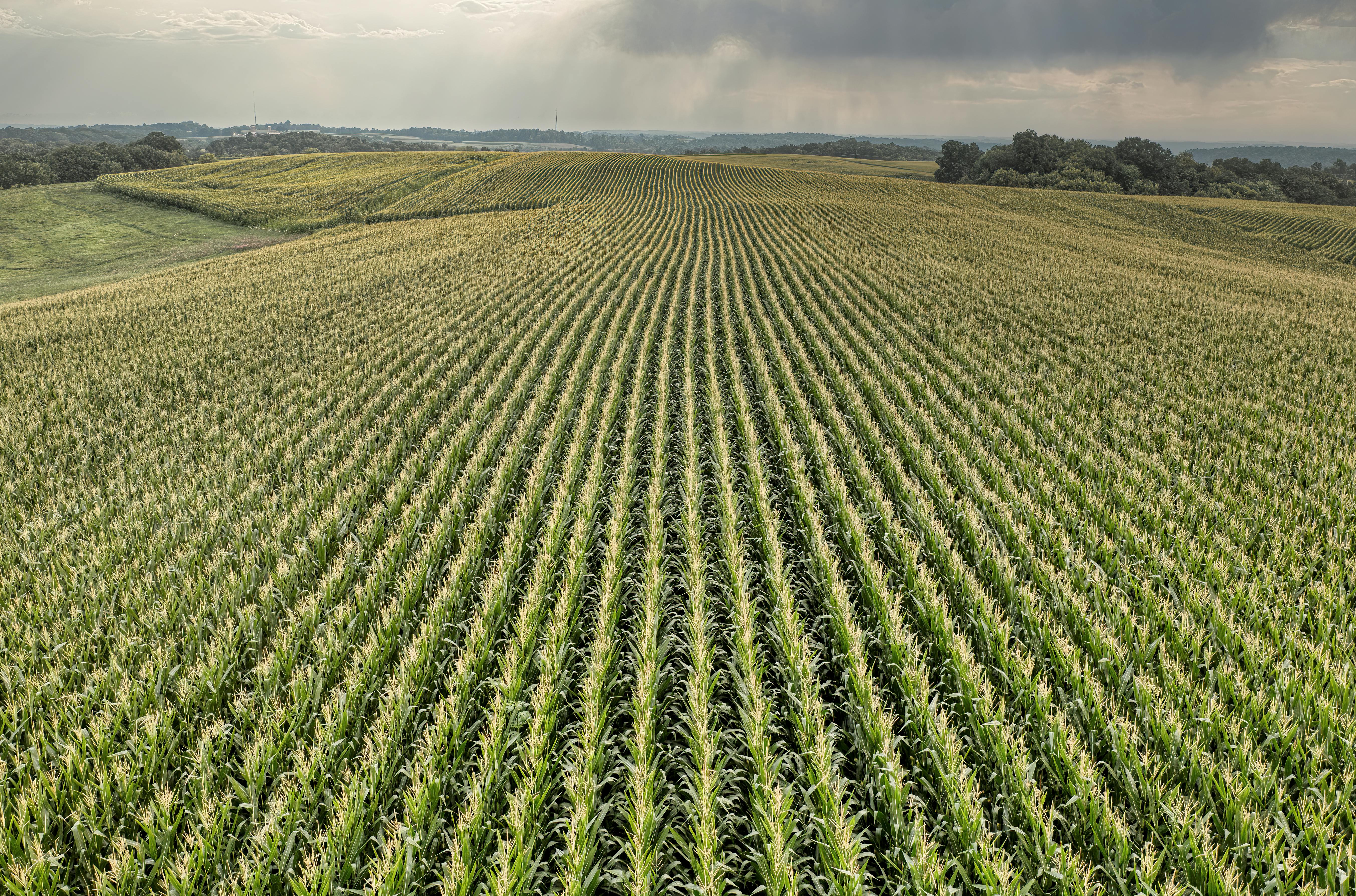 Green Grass Field during Day Time · Free Stock Photo