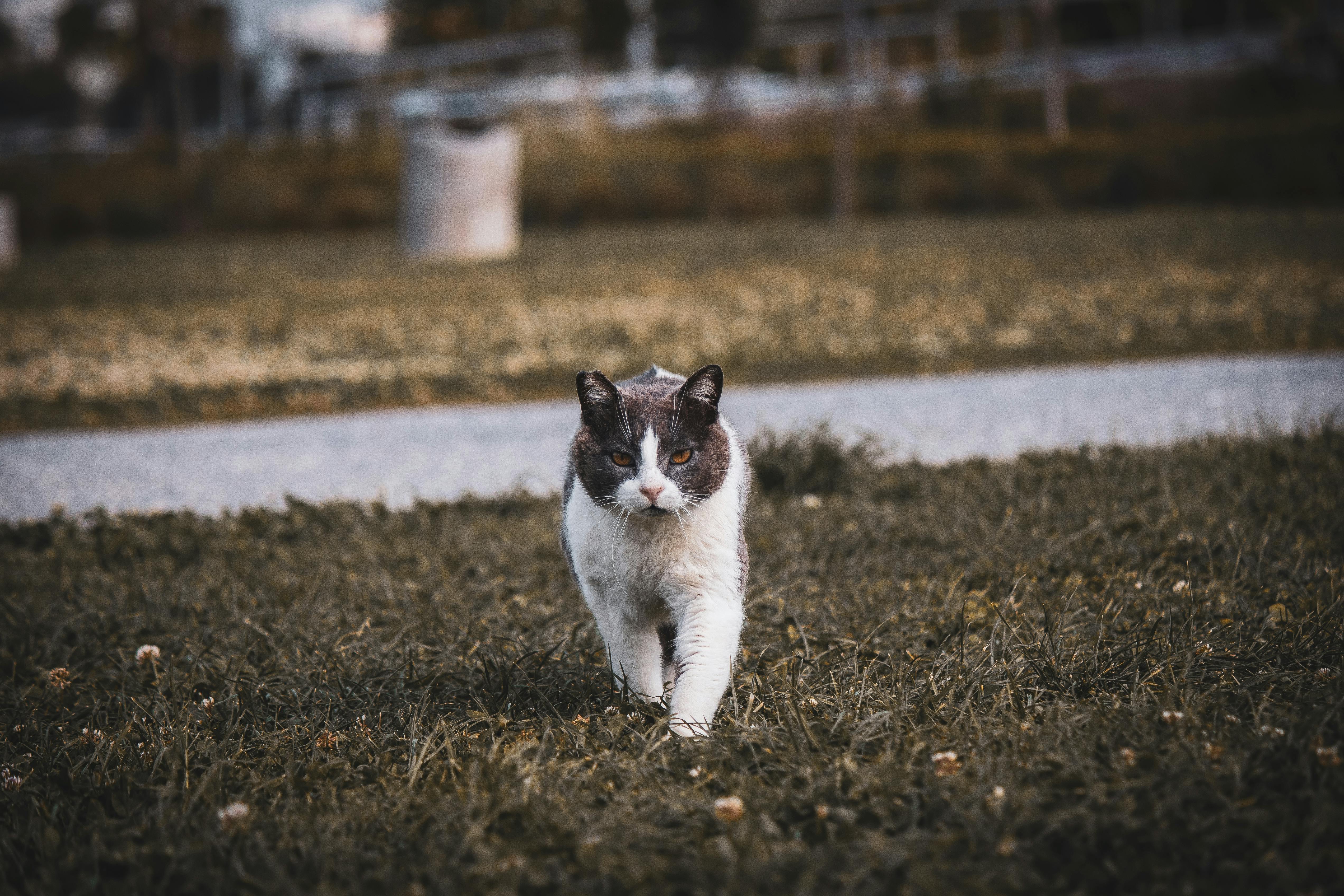 One Path Photos, Download The BEST Free One Path Stock Photos & HD Images