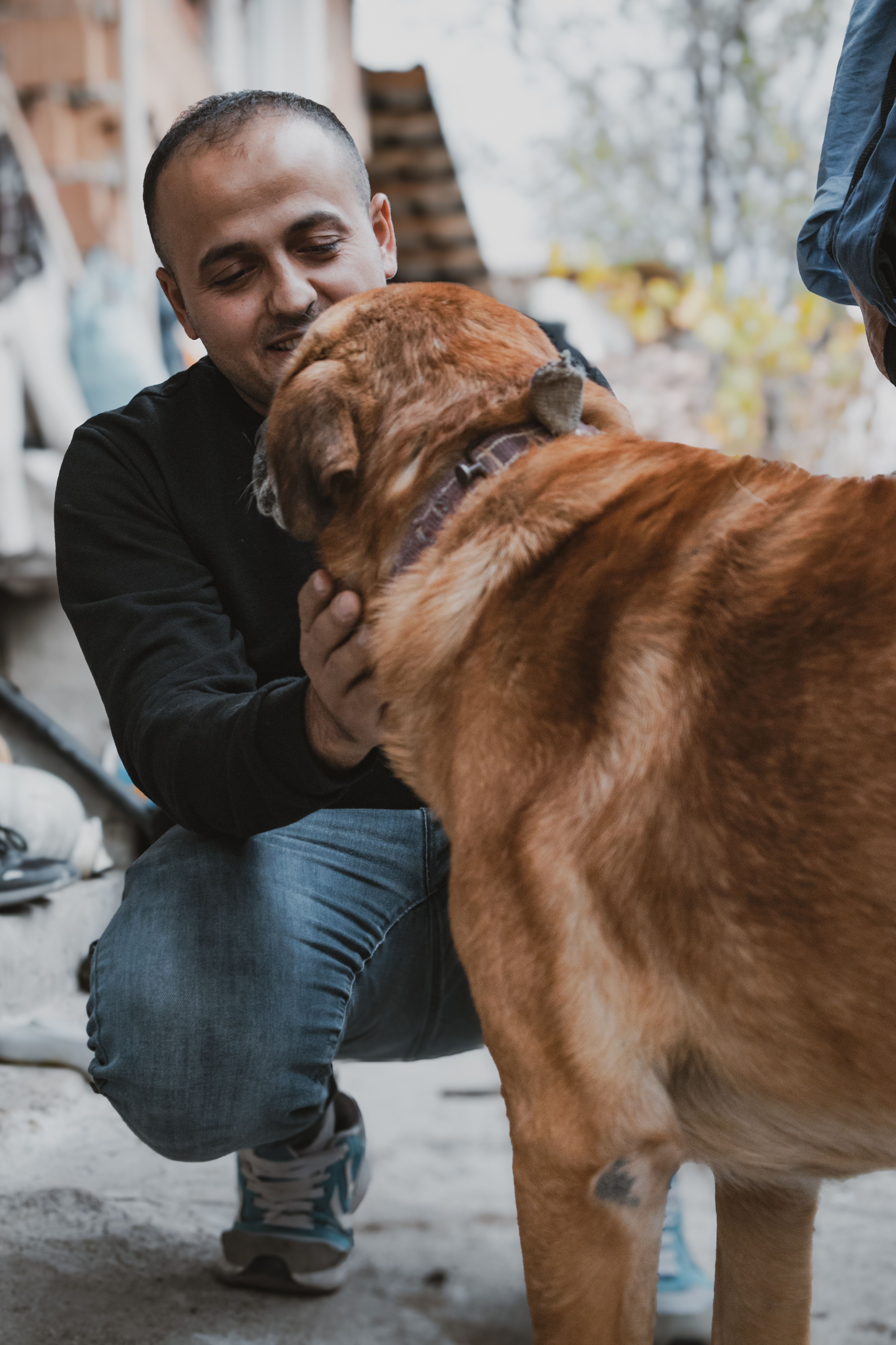 Medium Build Dog Photos, Download The BEST Free Medium Build Dog Stock ...