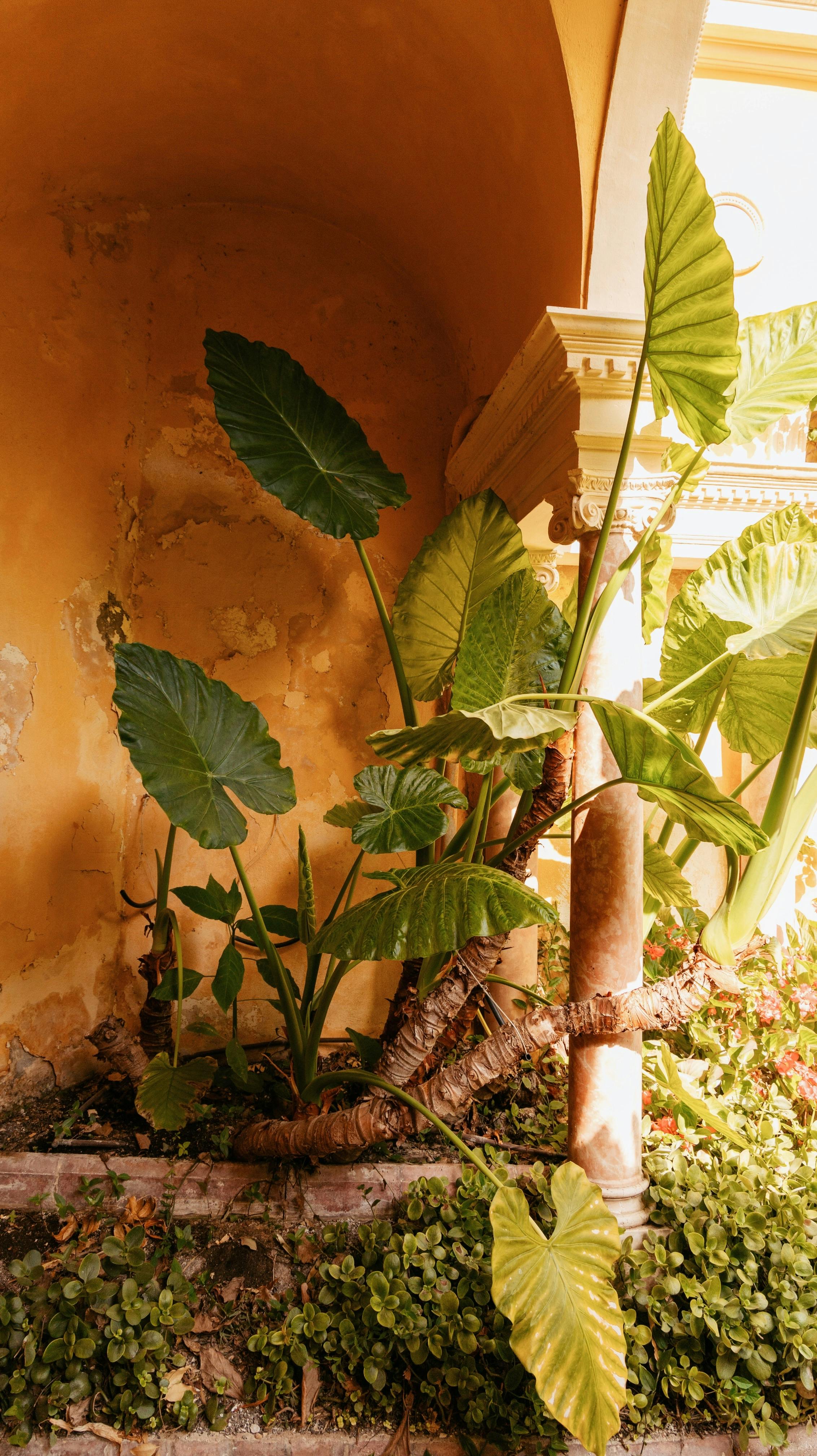 Plants Growing in a Buildings Alcove · Free Stock Photo