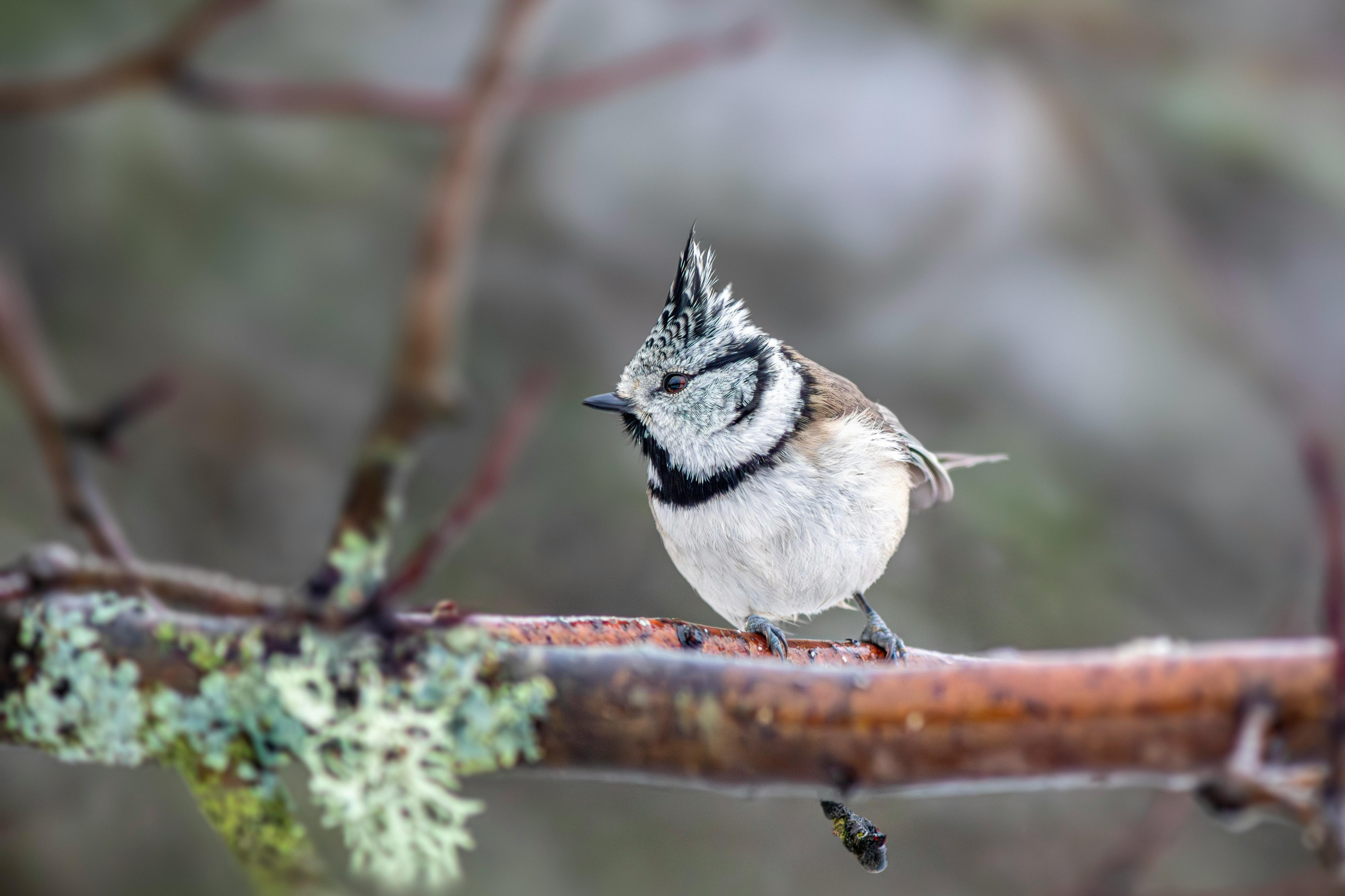 All Wild Animals In One Picture Photos, Download The BEST Free All Wild ...