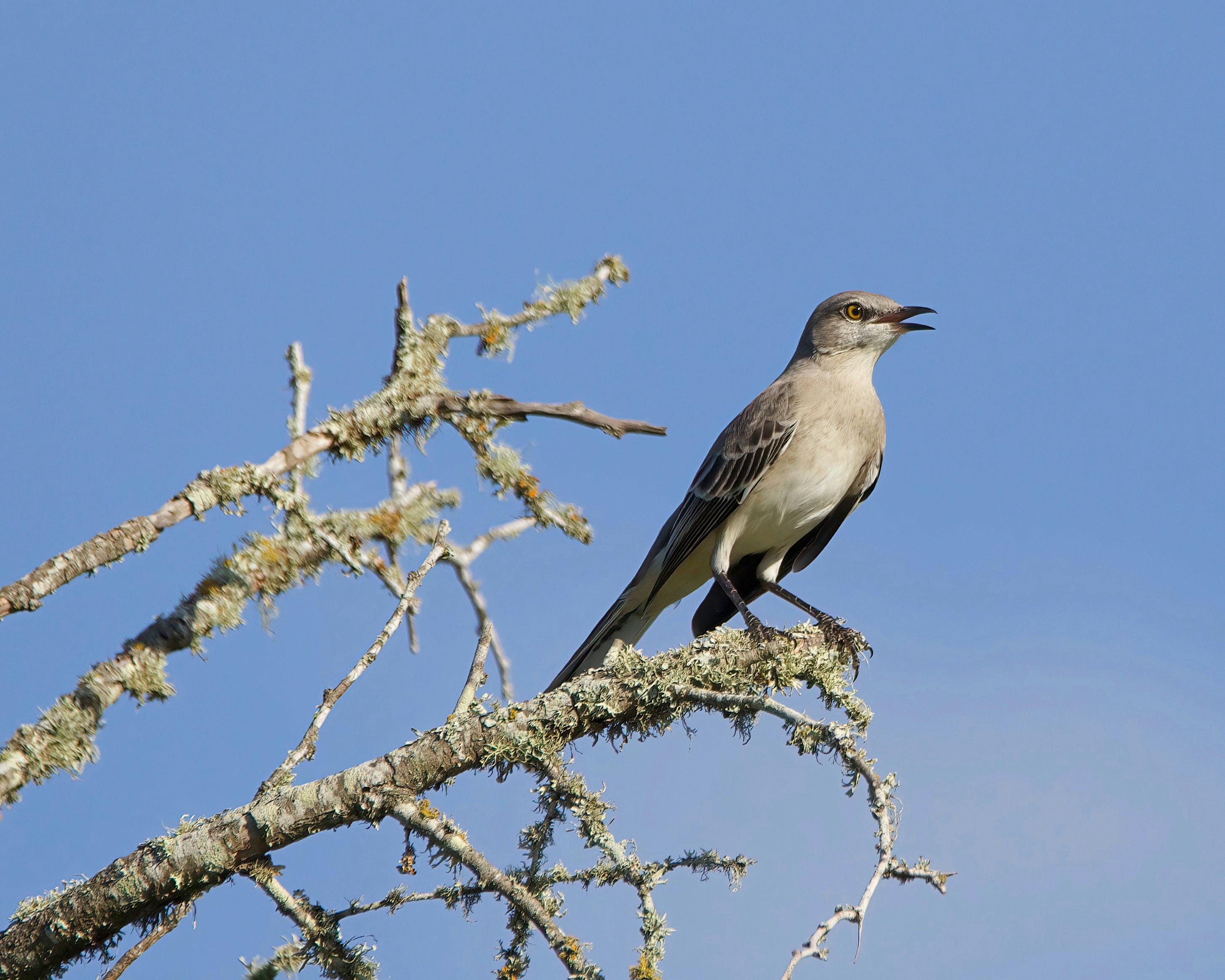 Northern Mockingbird Photos, Download The BEST Free Northern ...