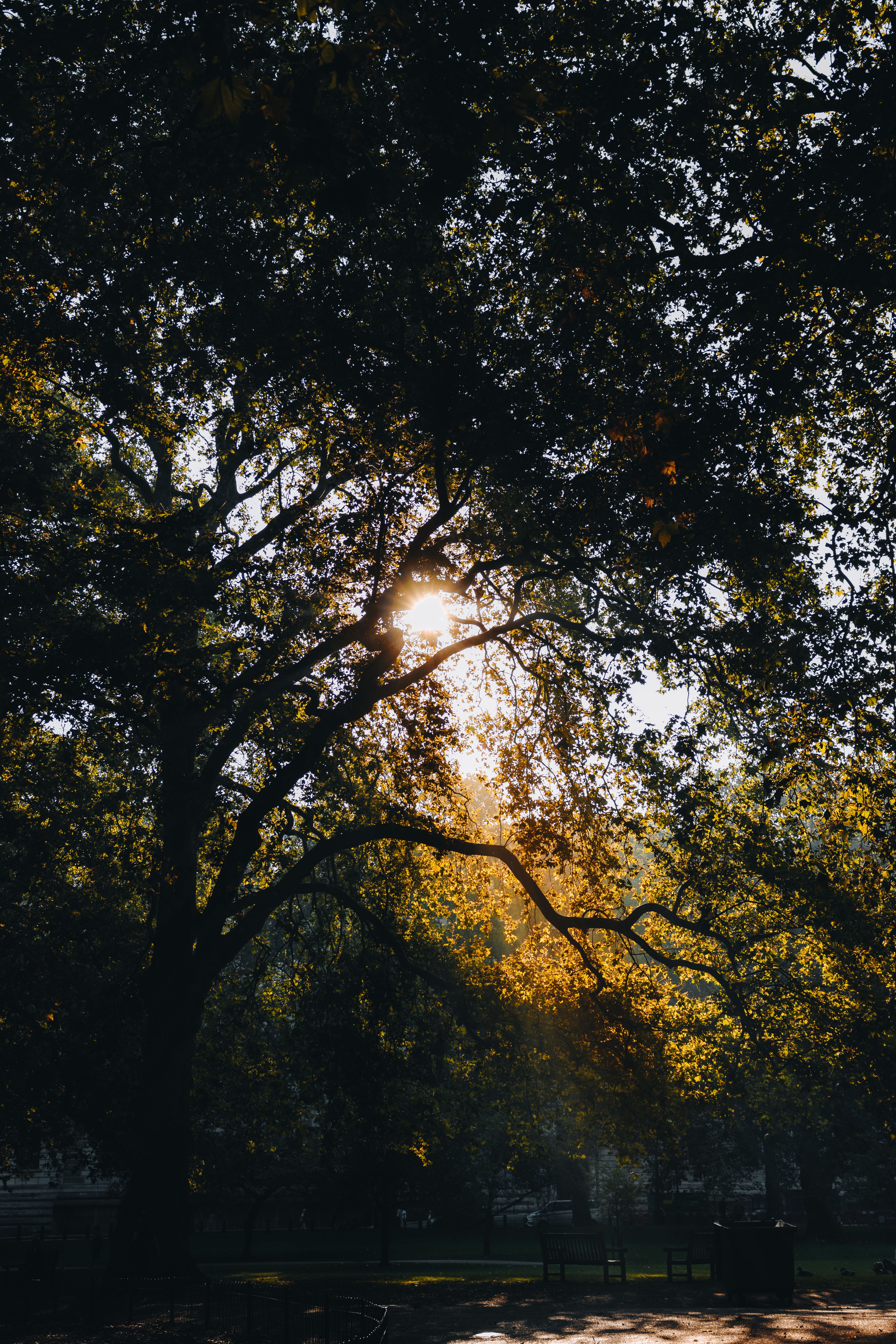 Sun Between Branches of Tree · Free Stock Photo
