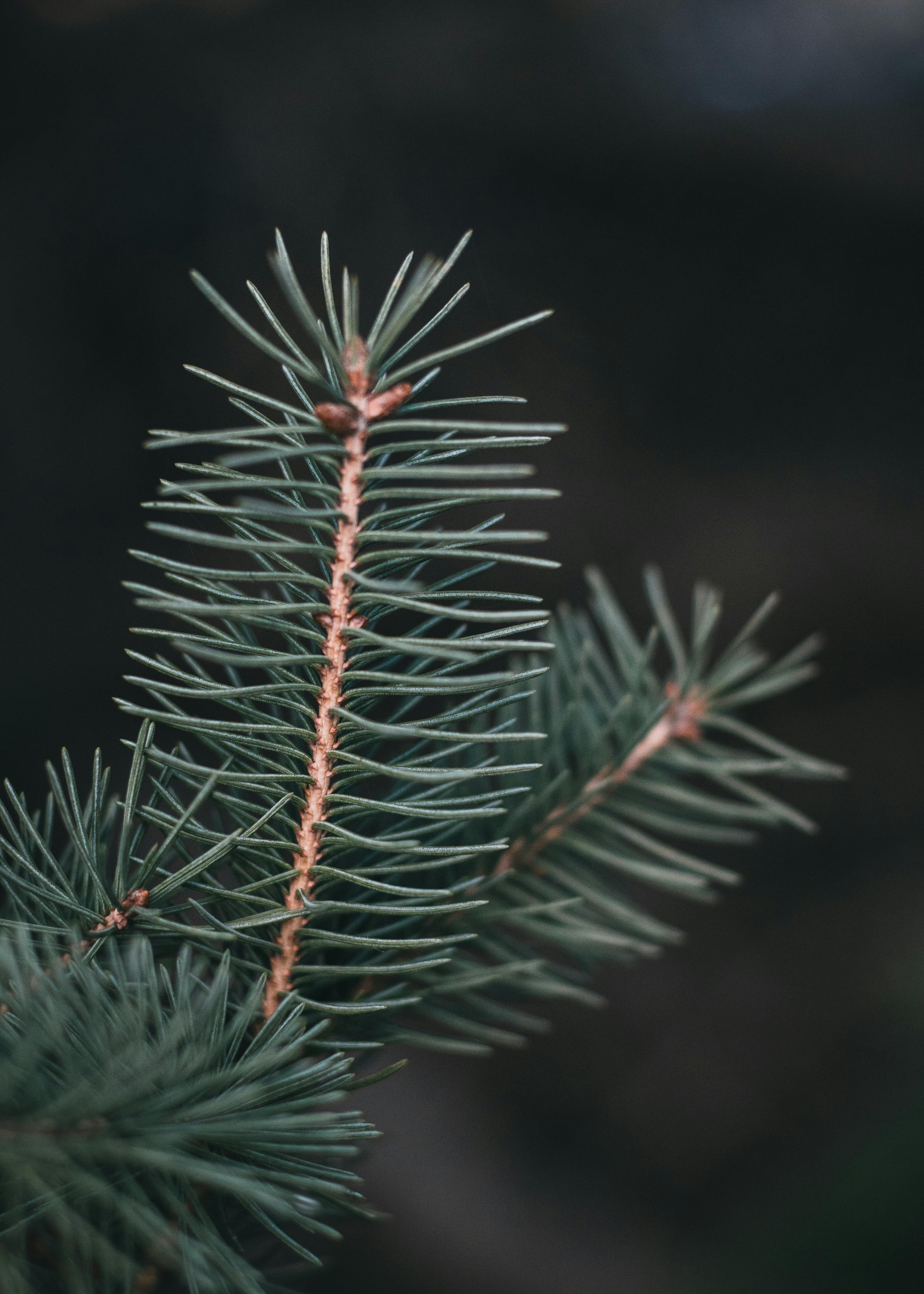 Needles of an Evergreen Tree · Free Stock Photo