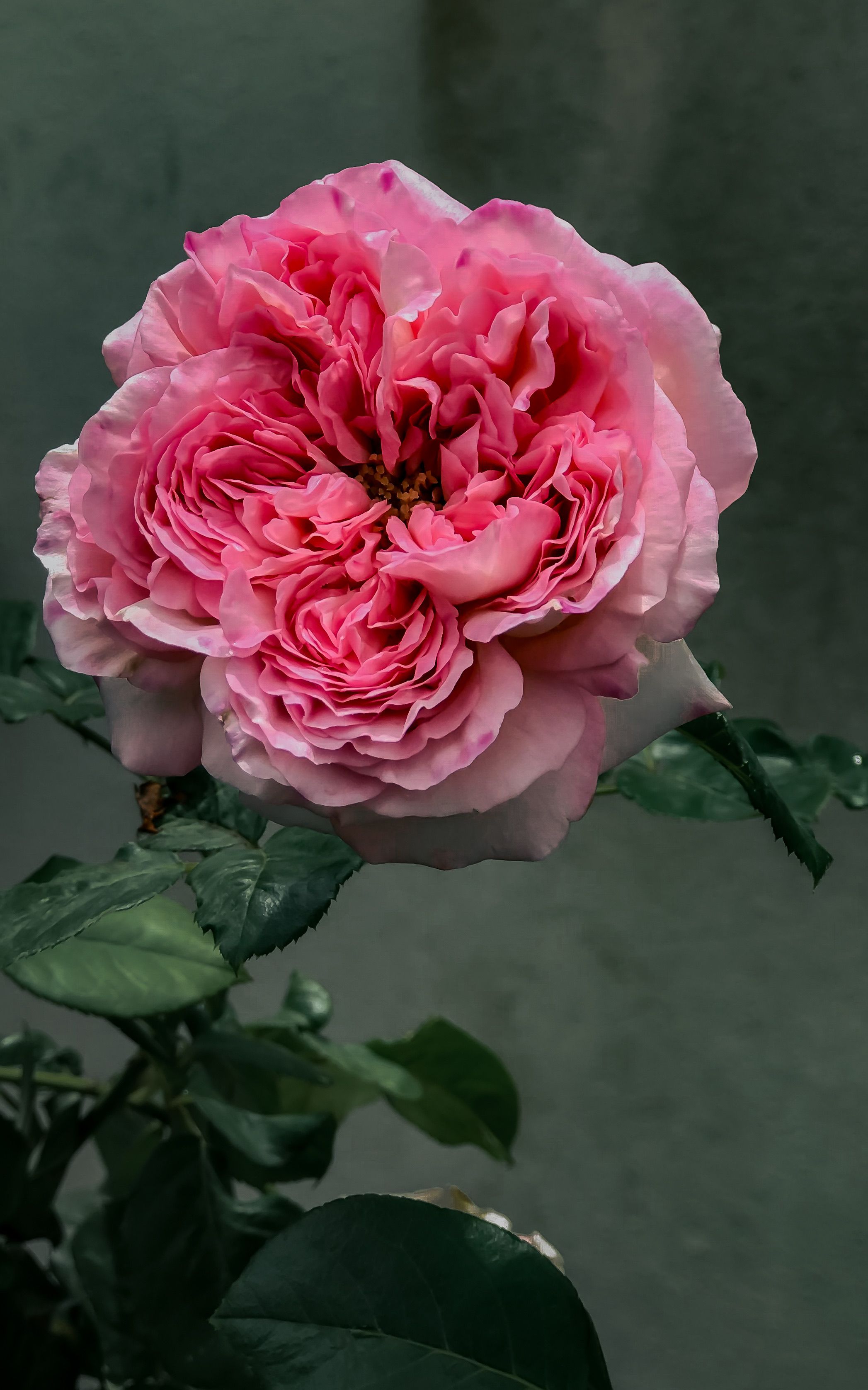 Lock Screen Wallpaper Flower Photos, Download The BEST Free Lock Screen ...