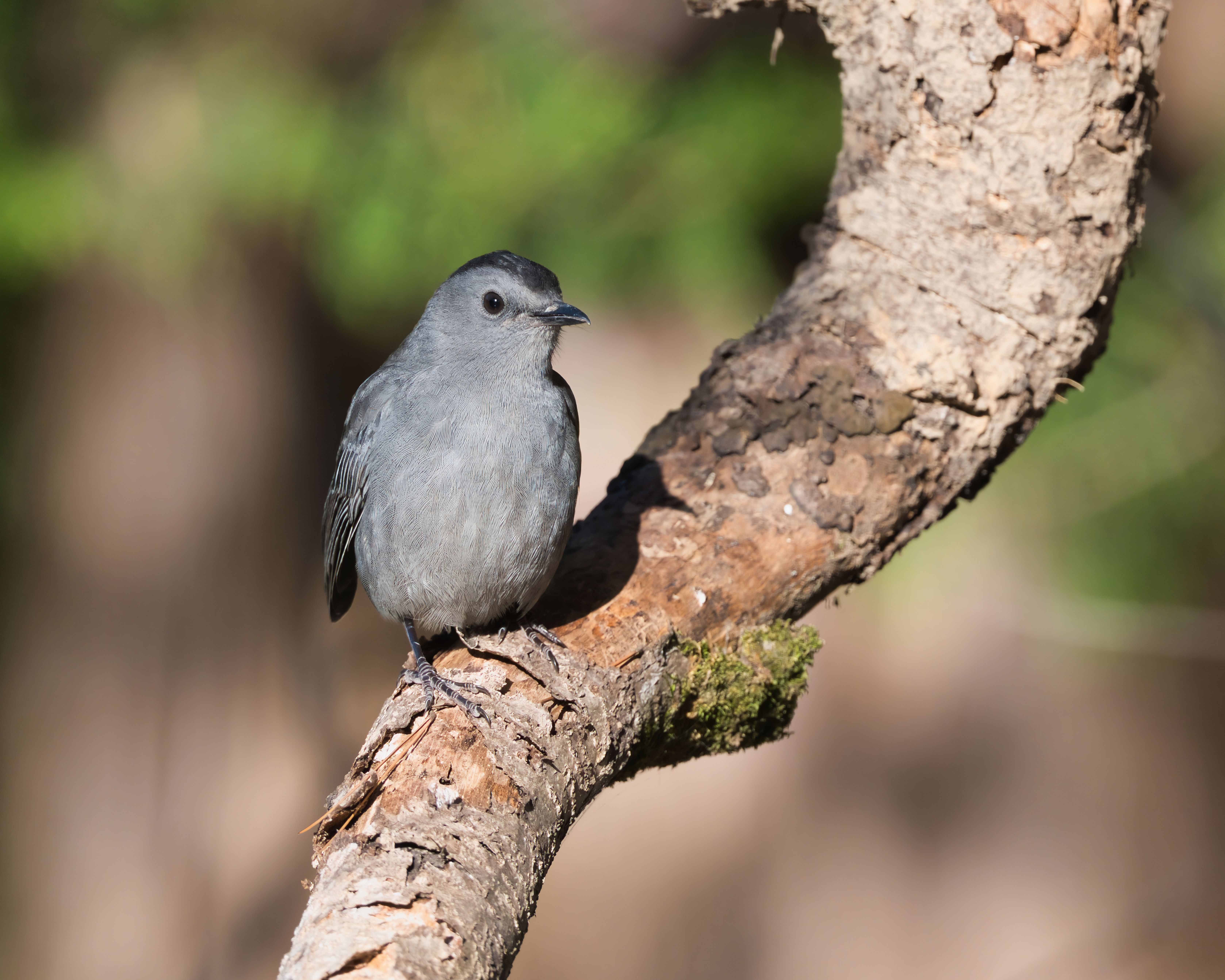 Grey Bird Perching on a Branch · Free Stock Photo