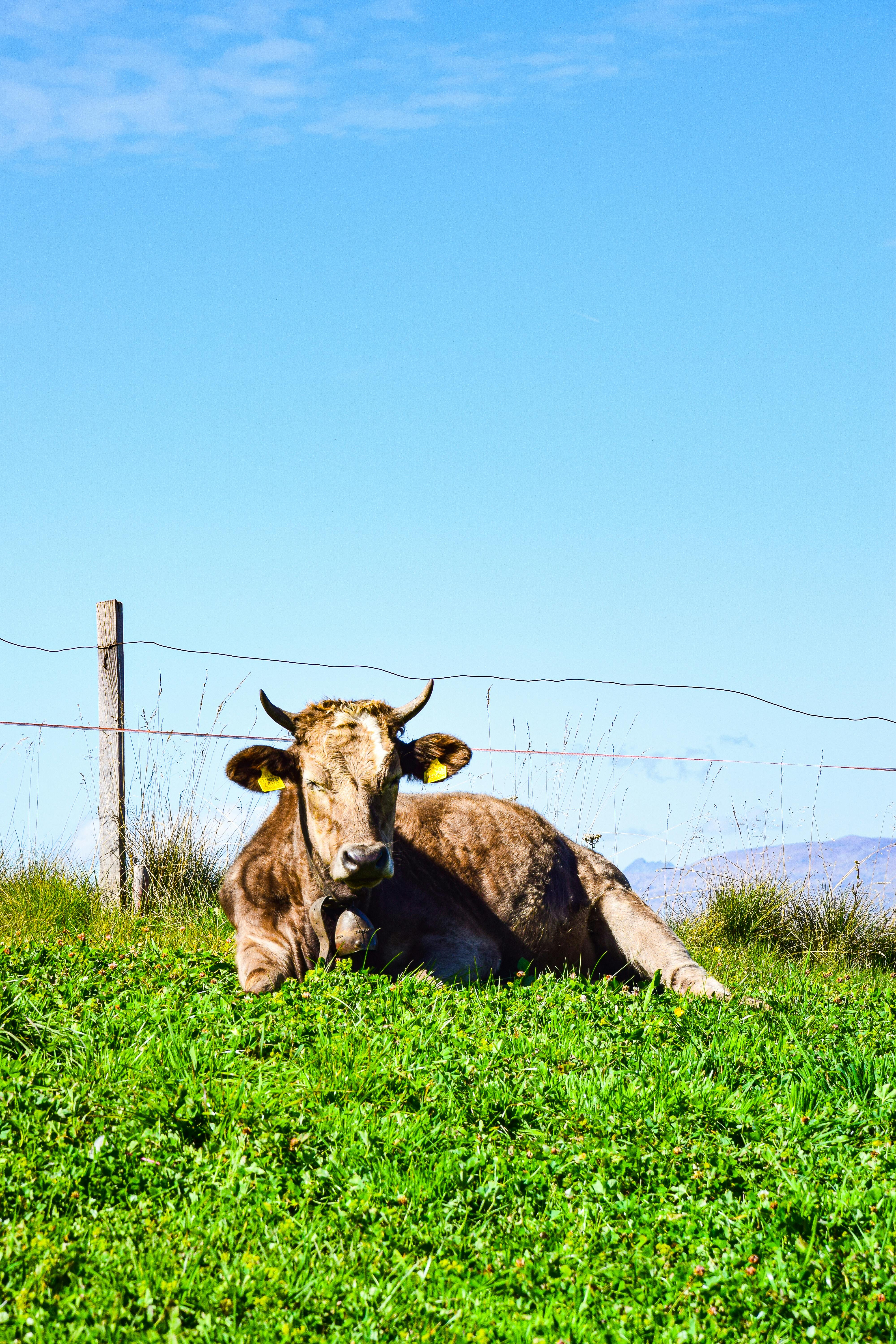 A cow laying down in a field with a fence · Free Stock Photo