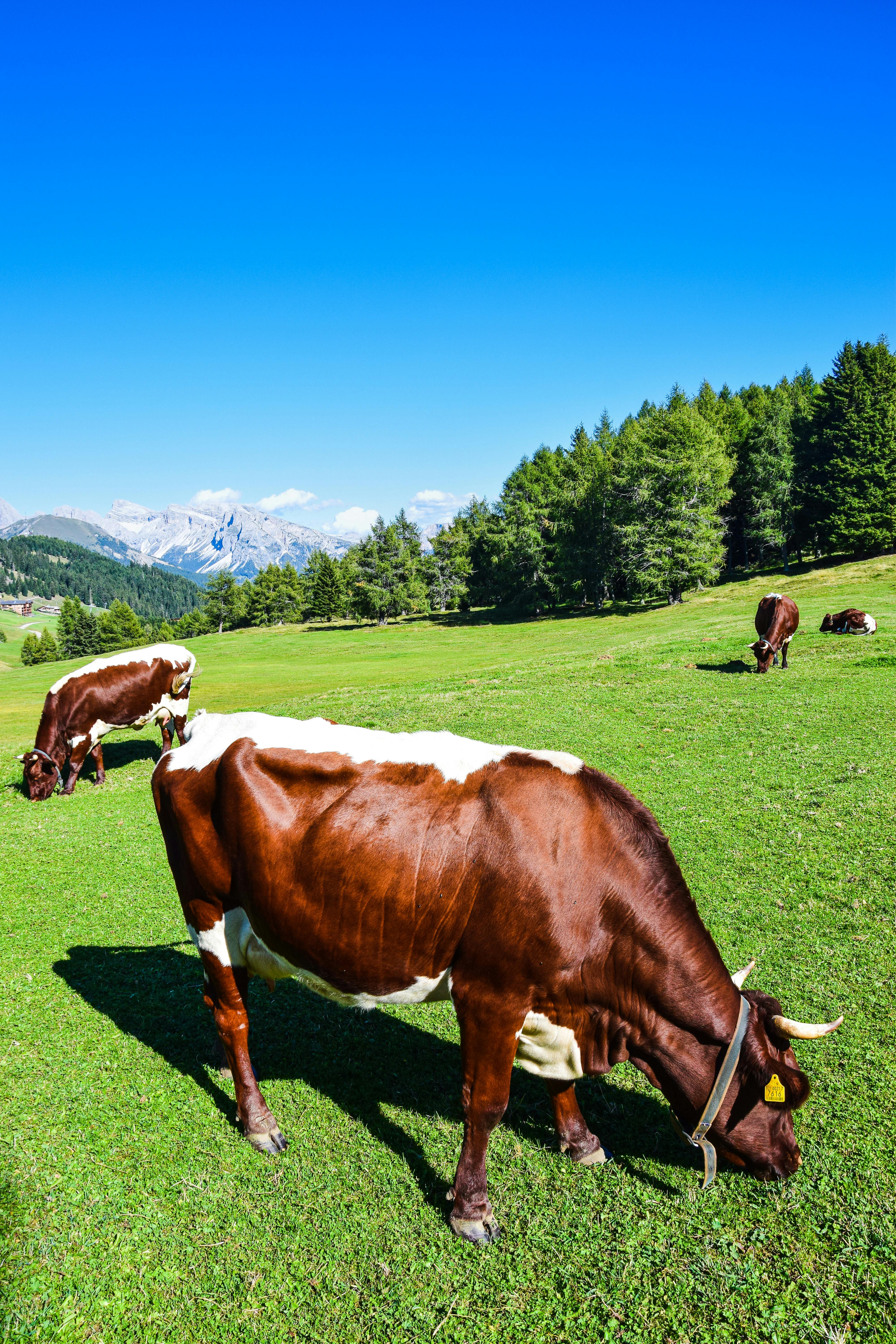 Cattle on Sunlit Pasture · Free Stock Photo